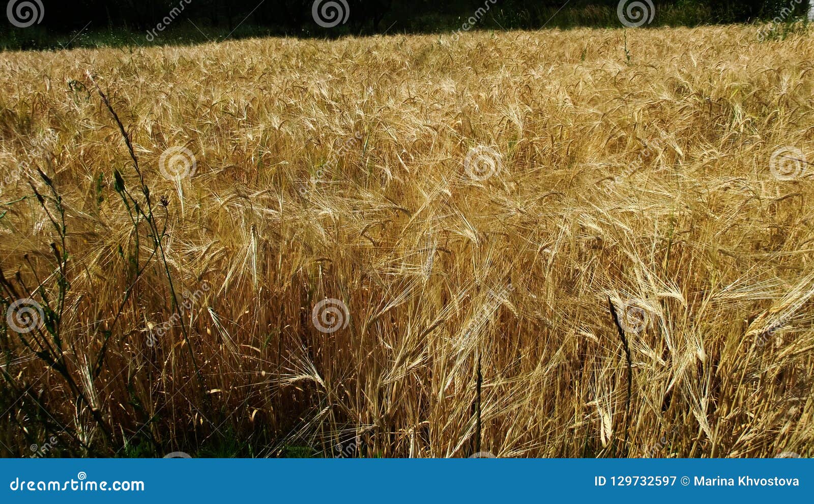 Wheat Field. this is the Future Bread. Stock Image - Image of anchor ...