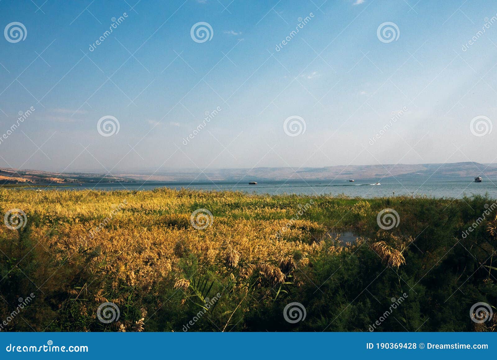 Wheat Field, Galilee Israel Stock Photo - Image of rural, nature: 190369428