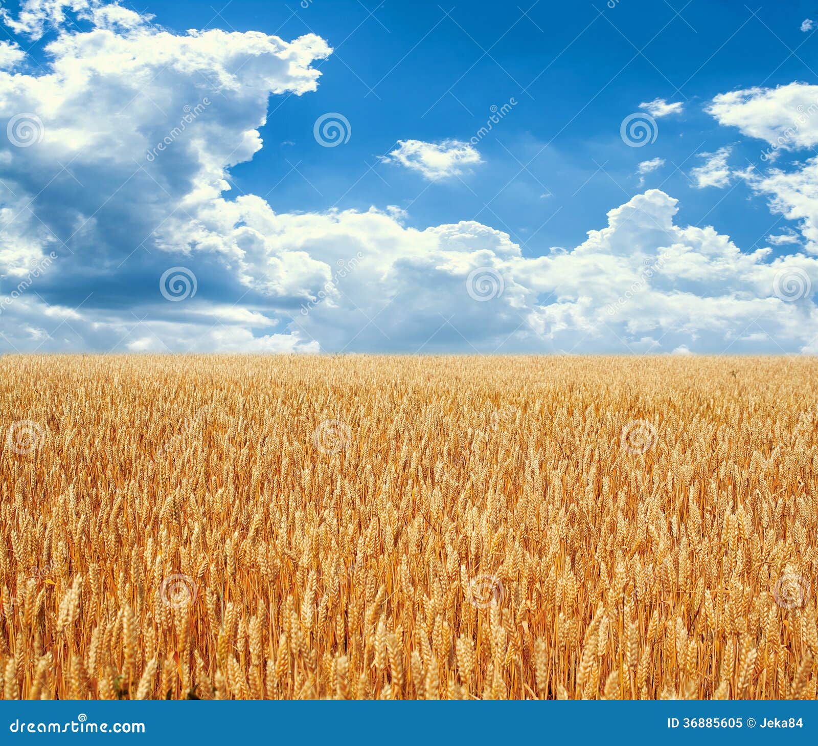 Wheat field stock image. Image of agriculture, outdoors - 36885605
