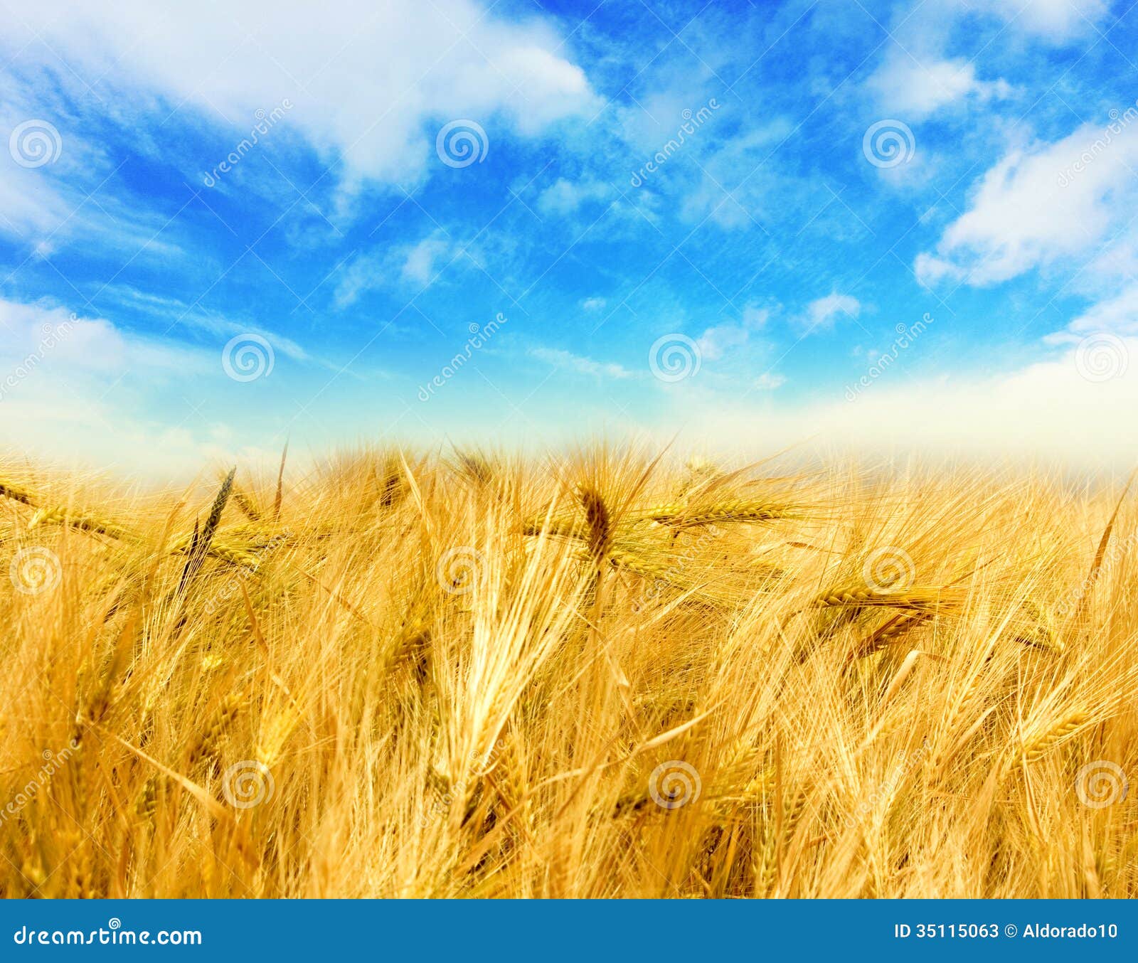 Wheat field stock image. Image of grow, gold, colorful - 35115063