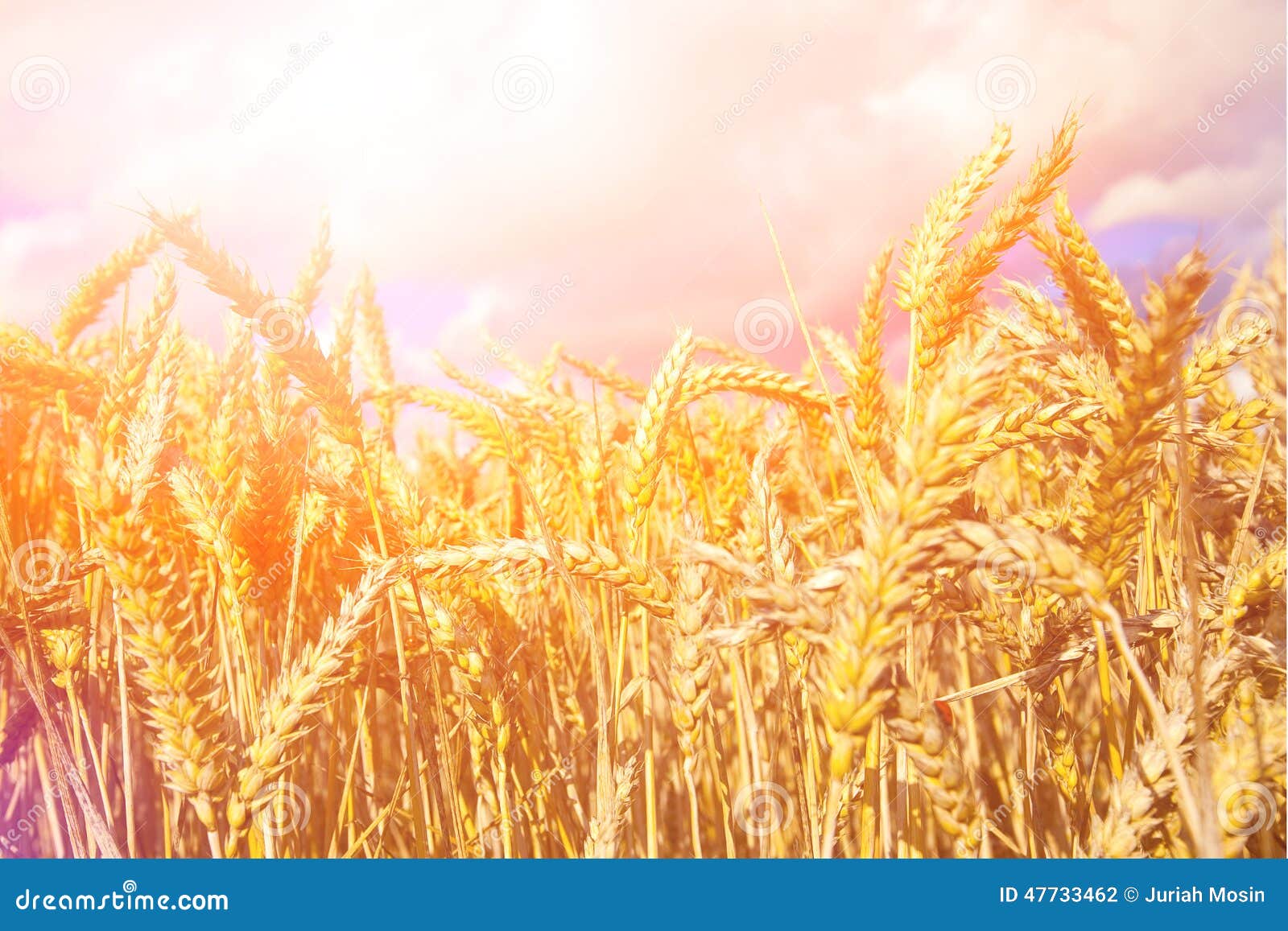 Wheat Field in the Golden Evening Sun Stock Photo - Image of farm ...