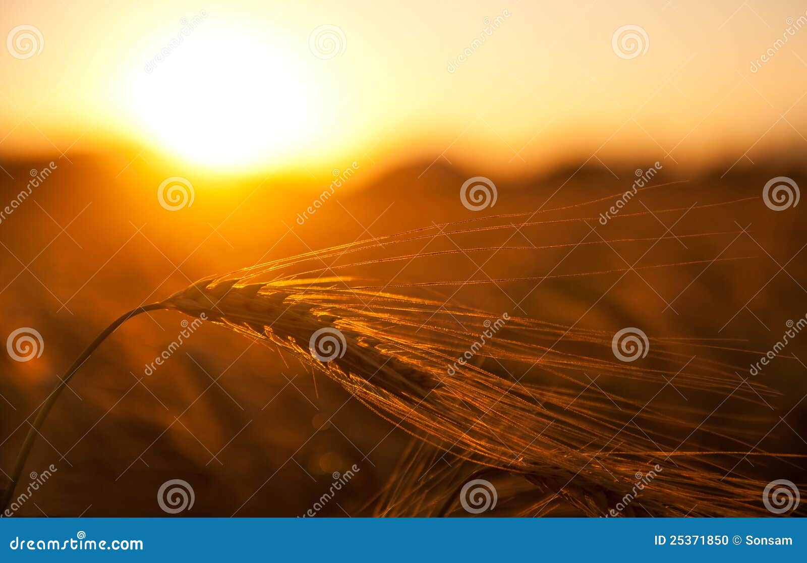 Wheat Field in Golden Sunset Stock Photo - Image of food, clouds: 25371850