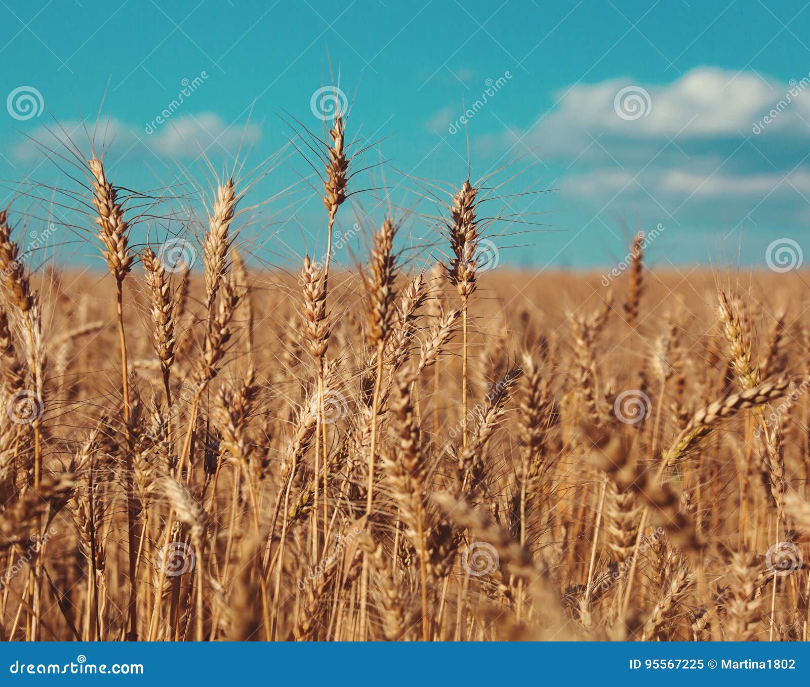 Wheat field stock image. Image of large, cloud, plant - 95567225