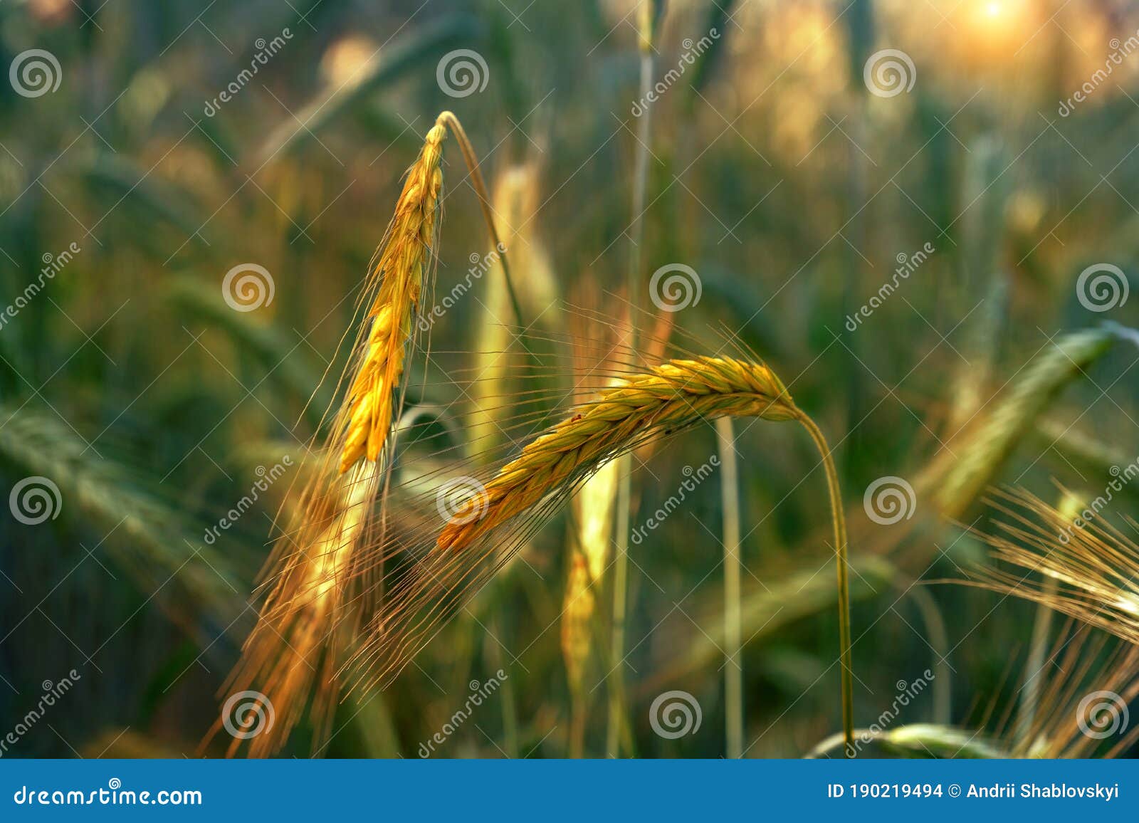 Wheat Field and Grains of Wheat on a Sunny Day at Sunset. Harvesting ...