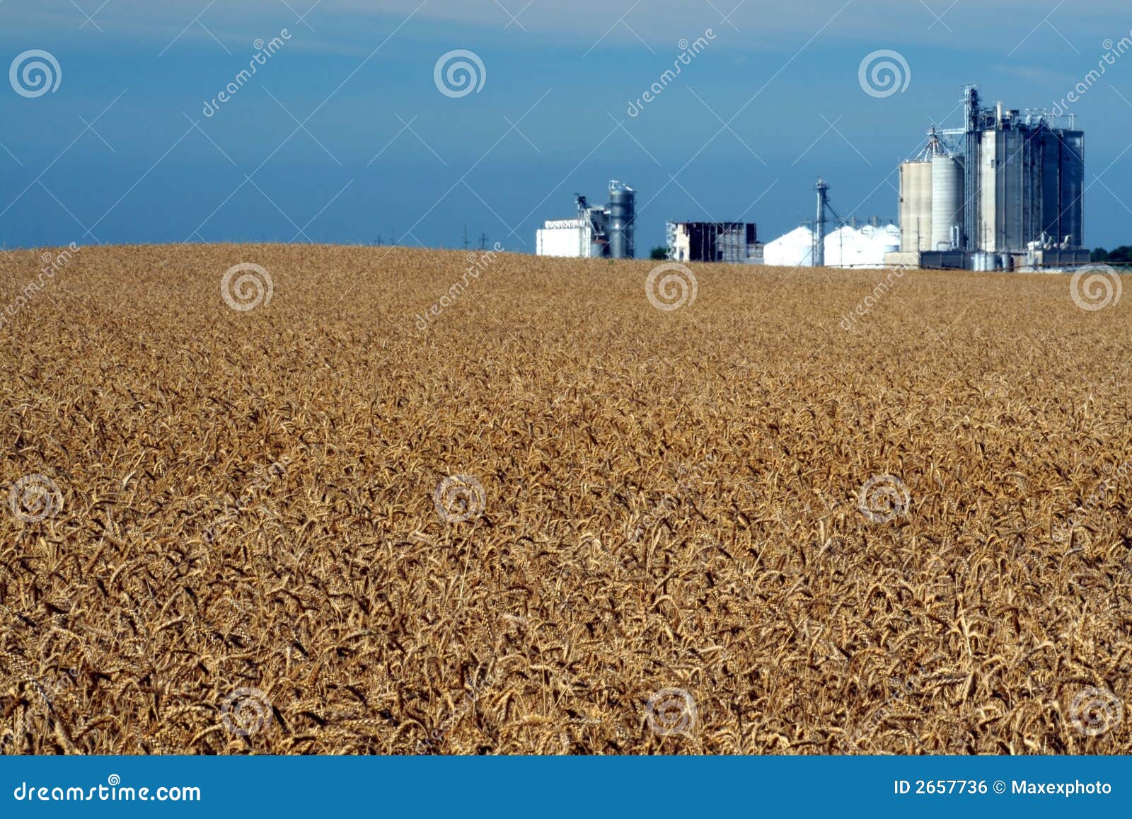 Wheat Field & Granary stock photo. Image of reap, granary - 2657736