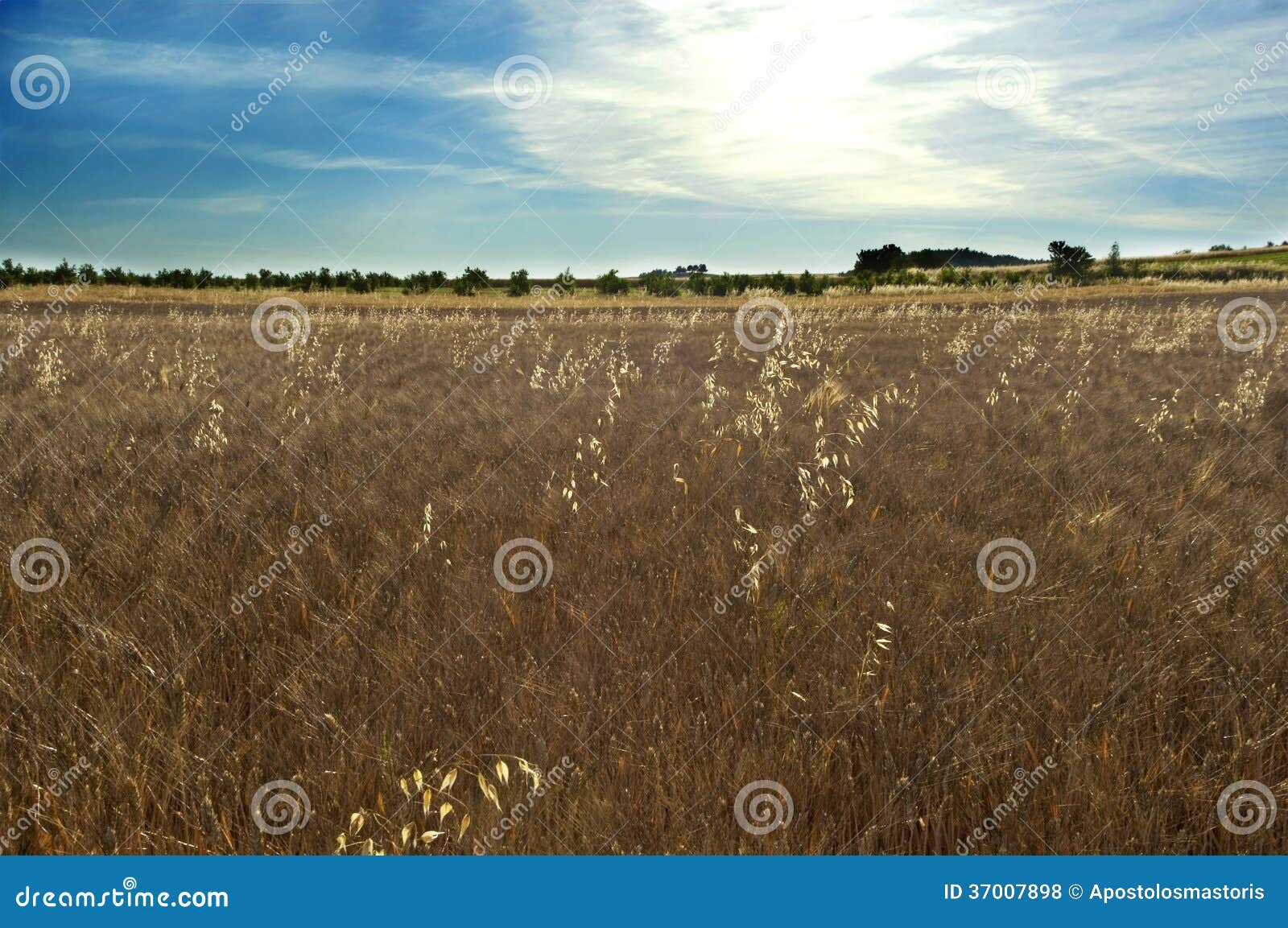 Wheat field stock photo. Image of growth, agriculture - 37007898
