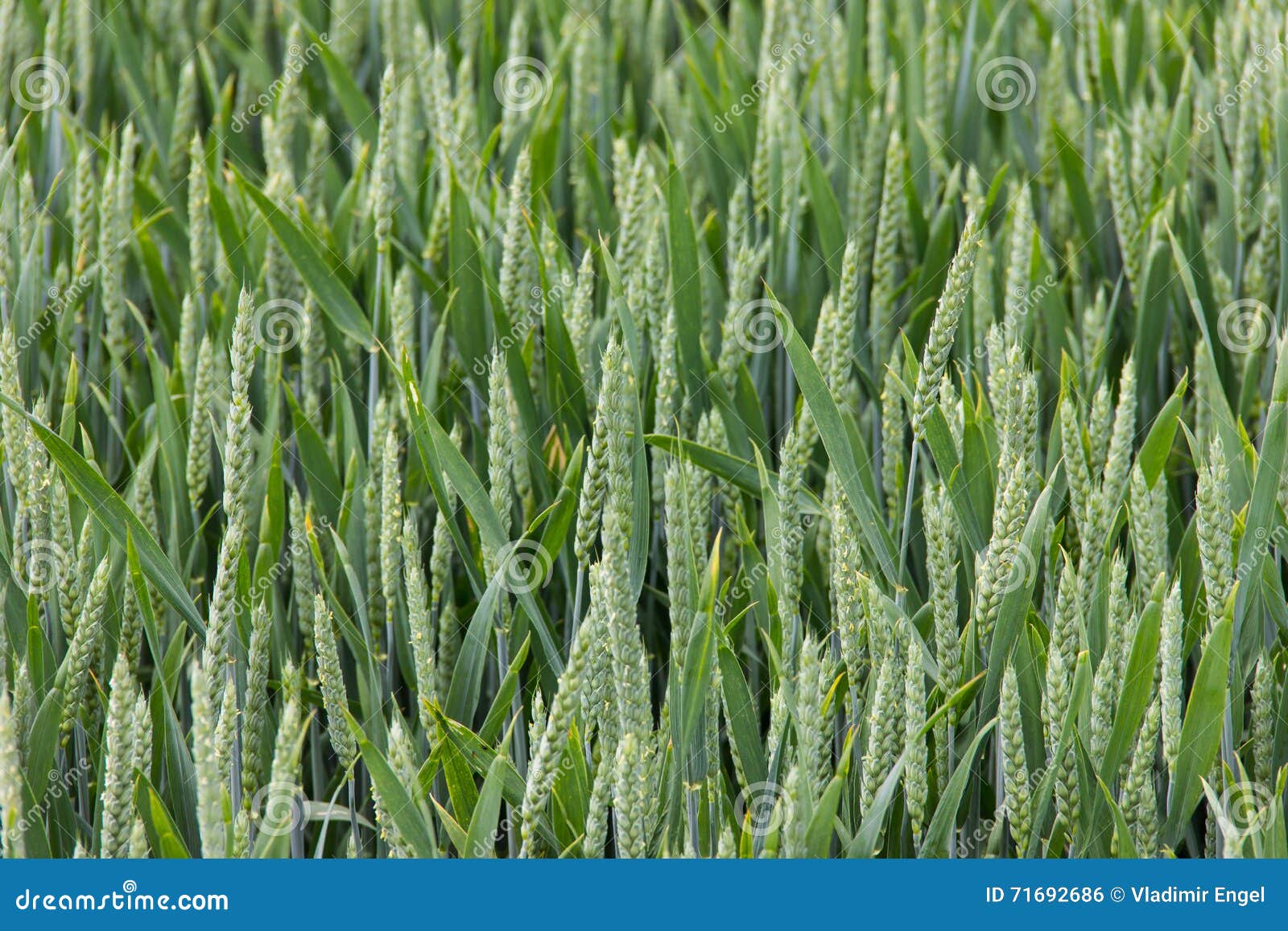 Wheat Field Green Background Nature Stock Photo - Image of color ...