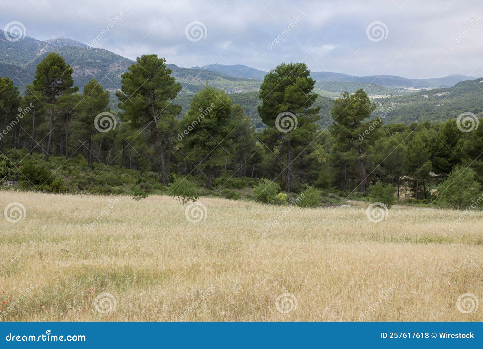 Wheat Field with Green Trees in the Background Stock Photo - Image of ... Wheat Field with Green Trees in the Background Stock Photo - Image of ...