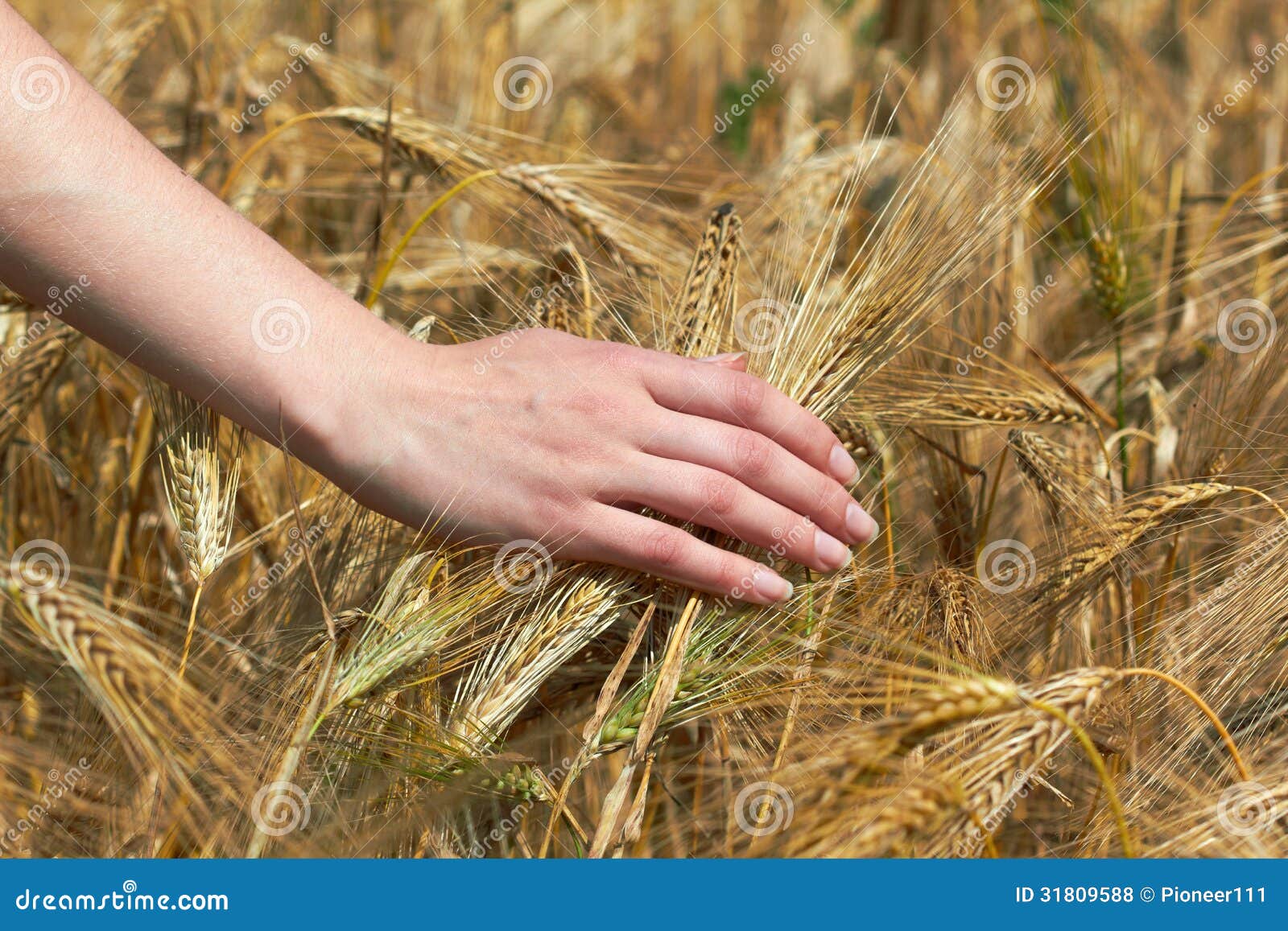 Wheat field stock photo. Image of care, farm, blue, health - 31809588