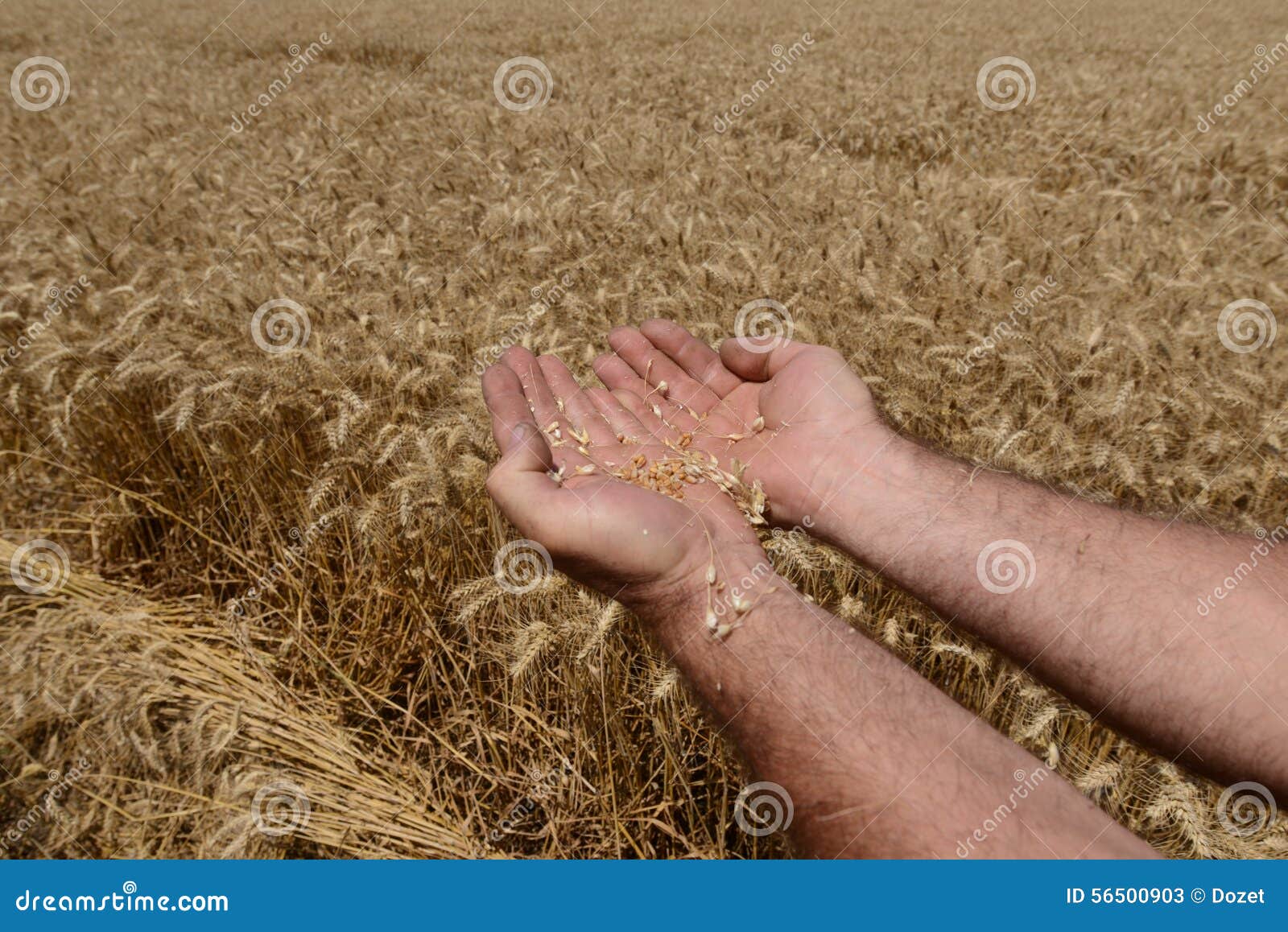 Wheat field with hand stock image. Image of growth, grow - 56500903