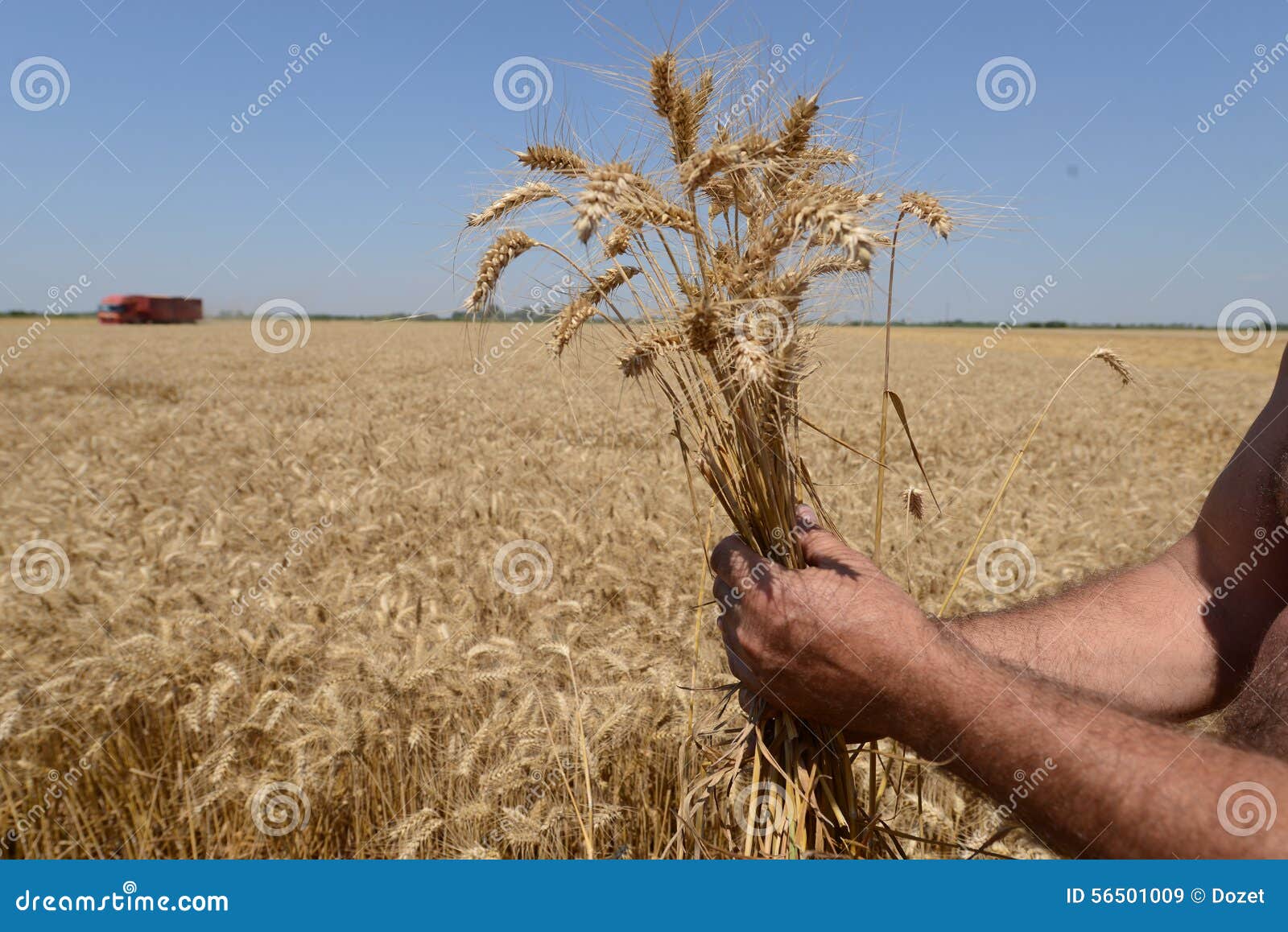 Wheat field with hand stock image. Image of great, hand - 56501009