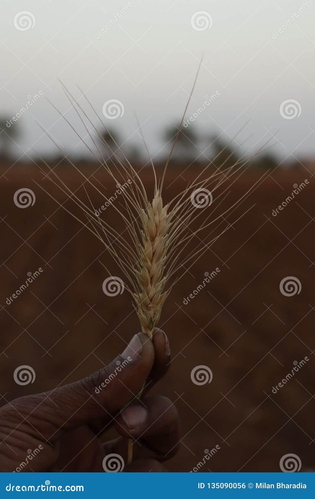 Wheat field hand stock photo. Image of person, background - 135090056