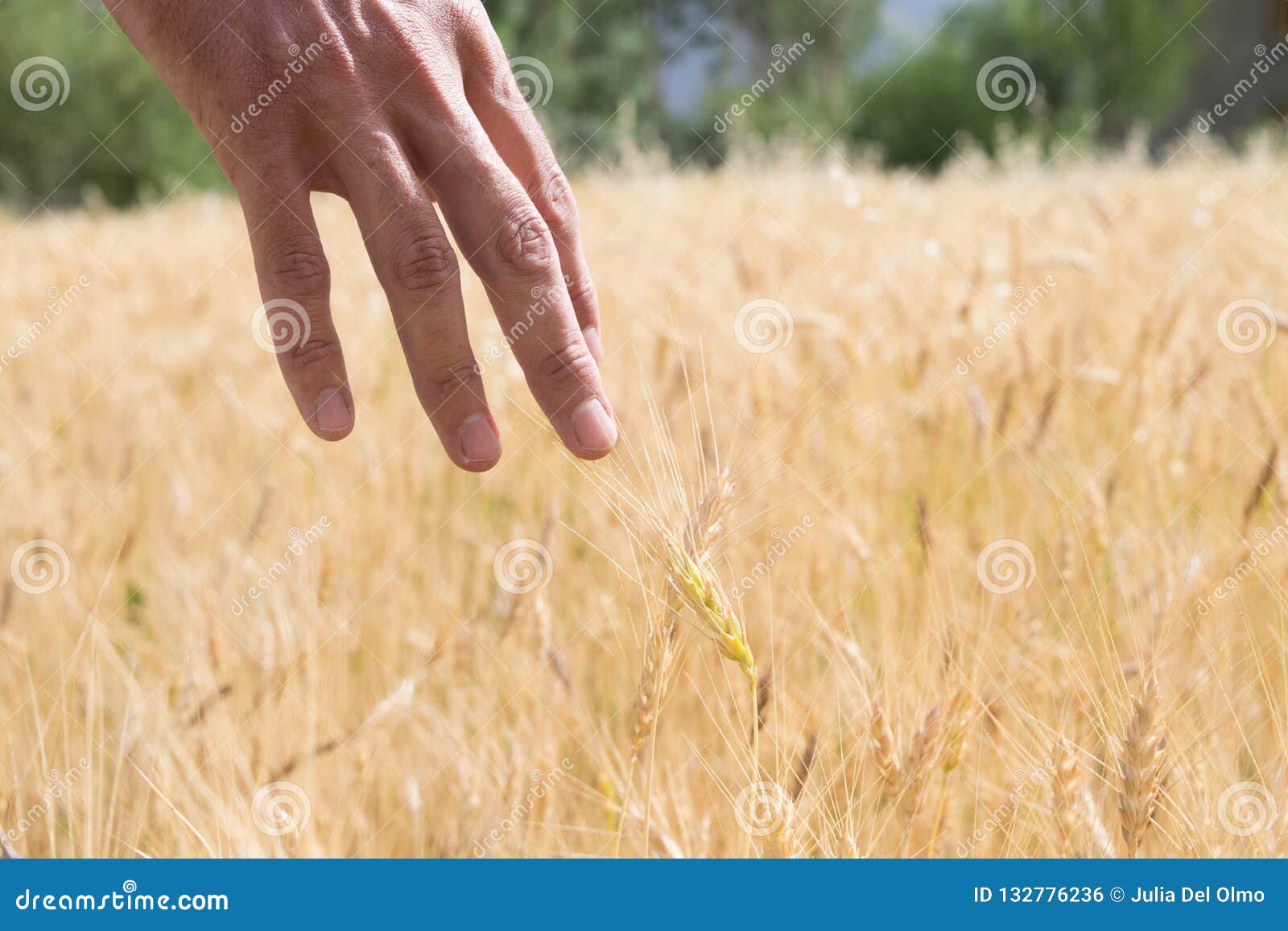 Wheat field stock photo. Image of cereal, nature, yellow - 132776236