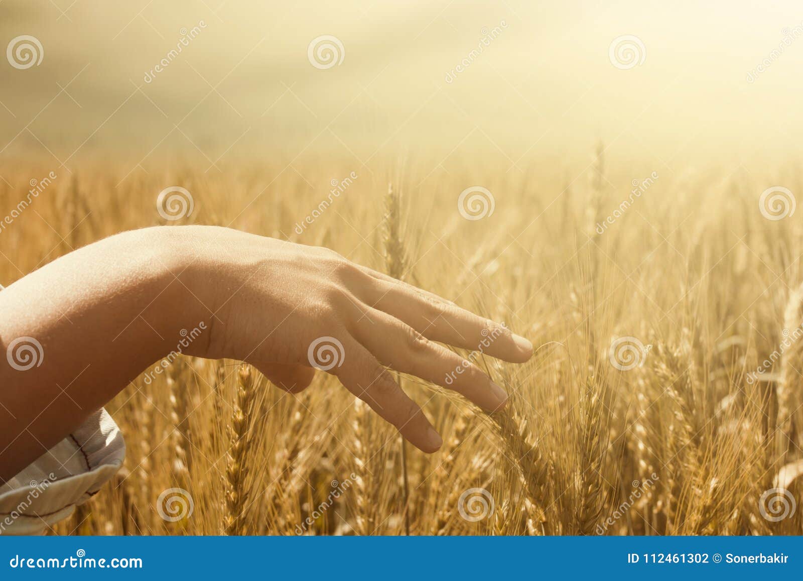 Wheat field and hand stock photo. Image of cultivated - 112461302