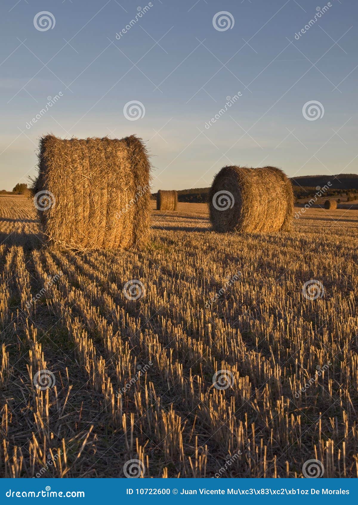 Wheat field after harvest stock photo. Image of dawn - 10722600