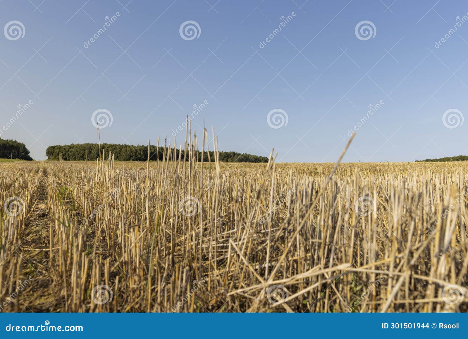 Wheat Field after the Harvest of Grain Stock Photo - Image of farmland ...