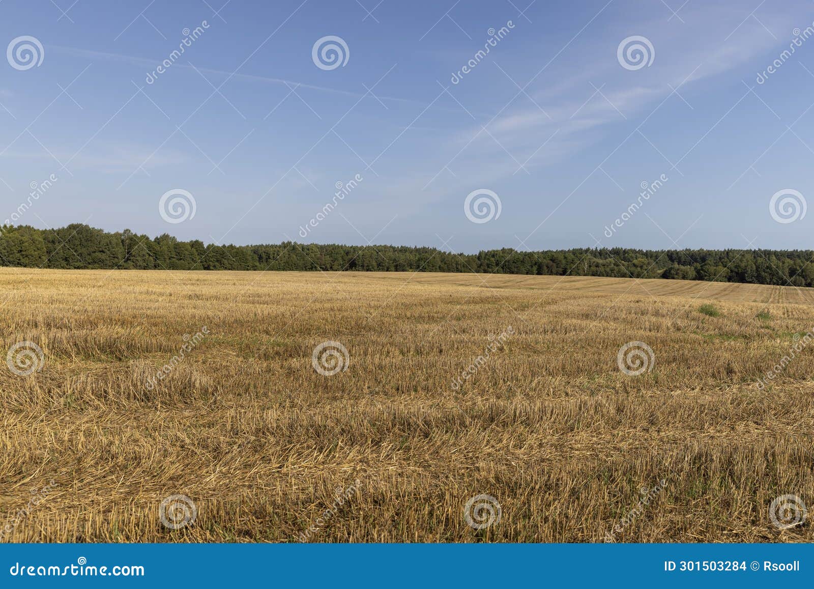 Wheat Field after the Harvest of Grain Stock Photo - Image of farm ...