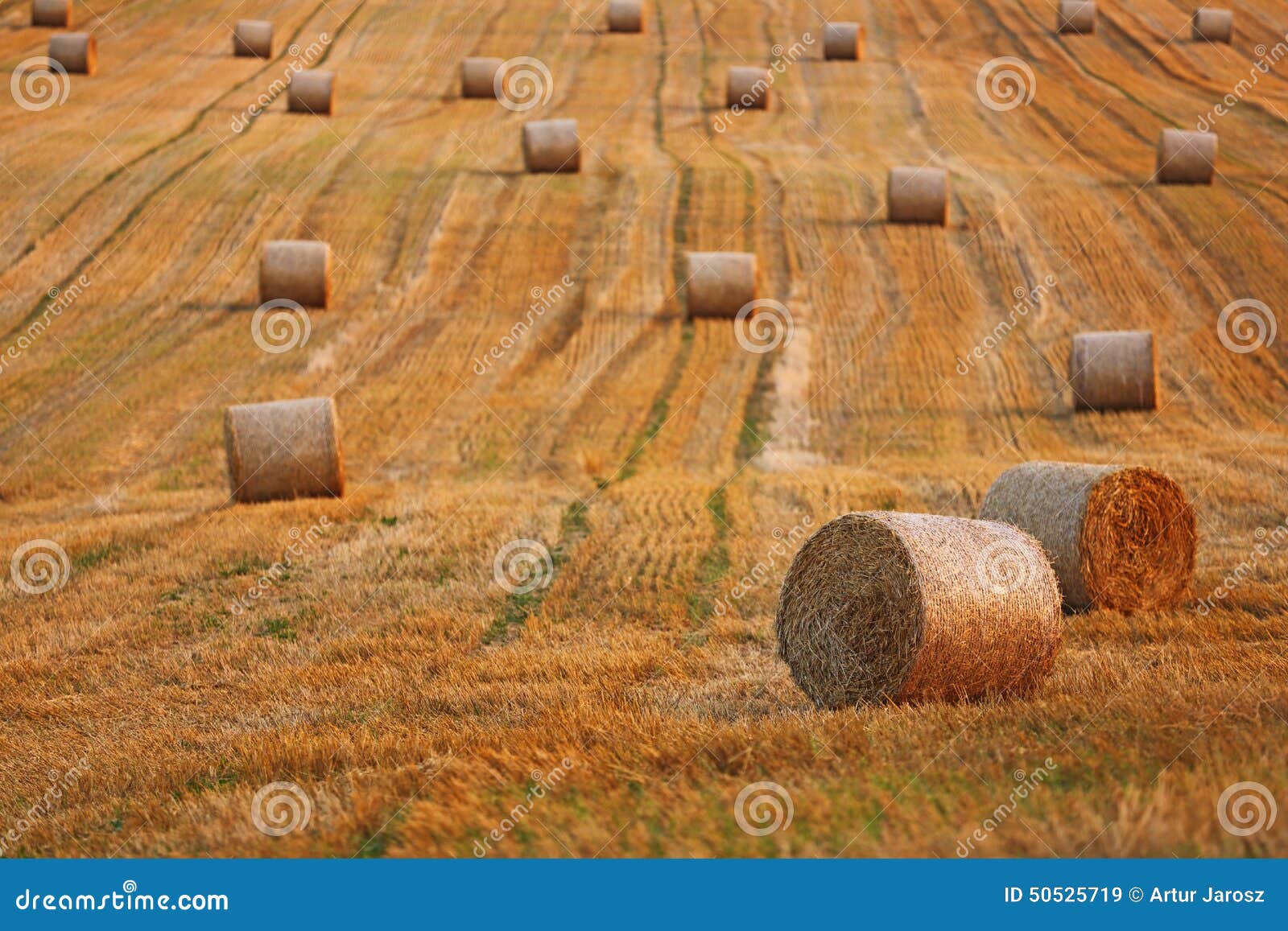 Wheat field after harvest. stock image. Image of countryside - 50525719