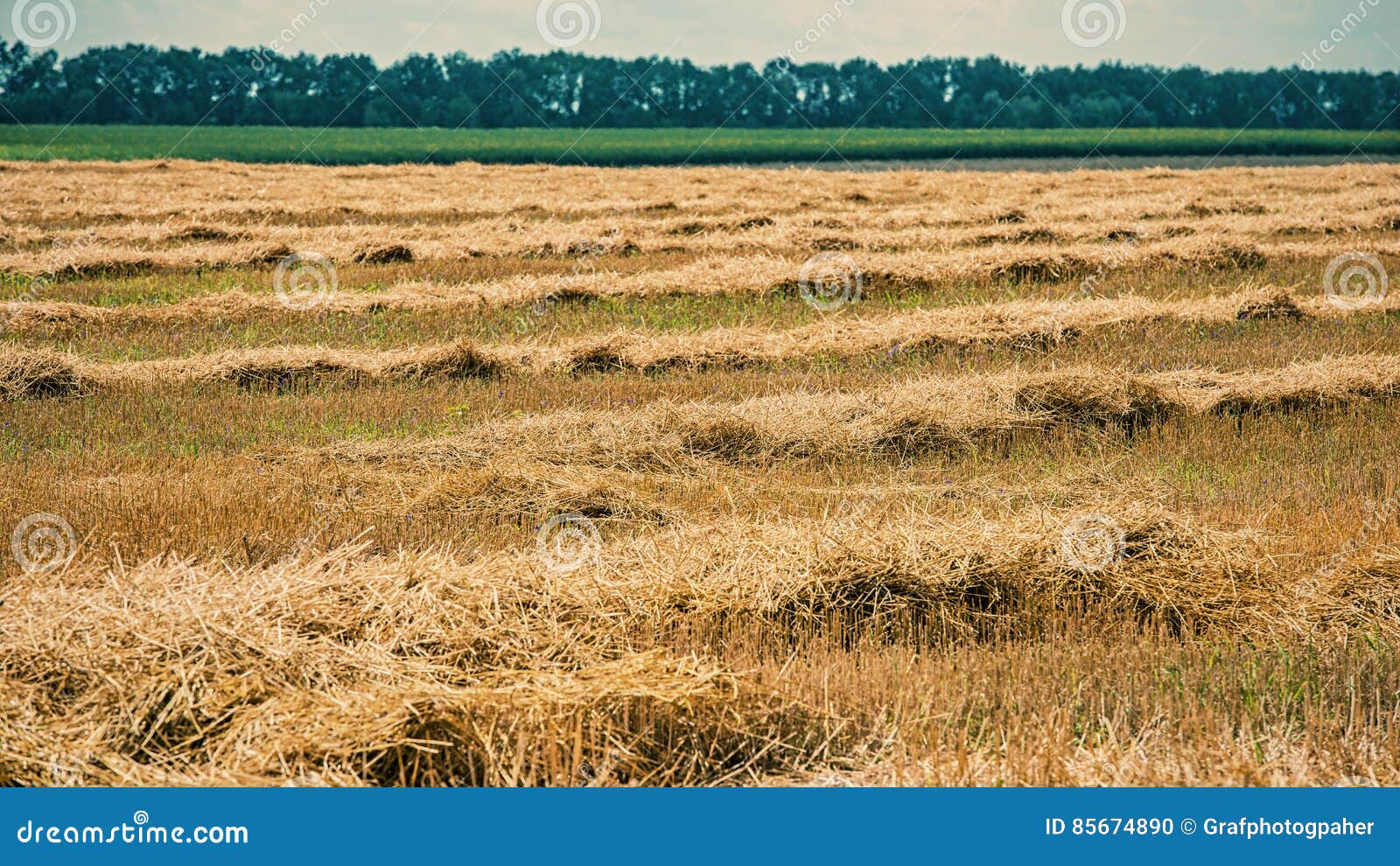 Wheat field after harvest stock photo. Image of outdoor - 85674890