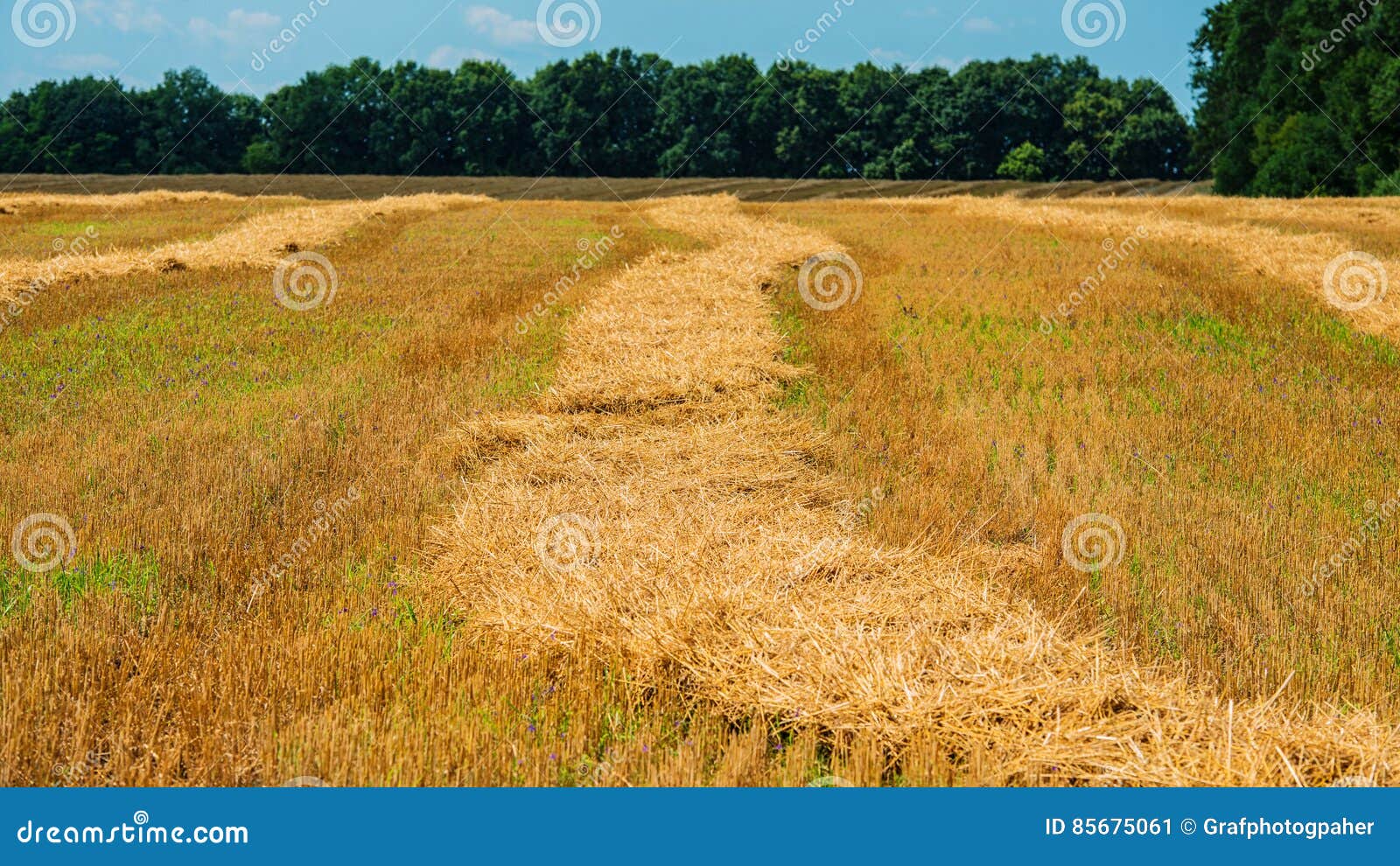 Wheat field after harvest stock image. Image of natural - 85675061