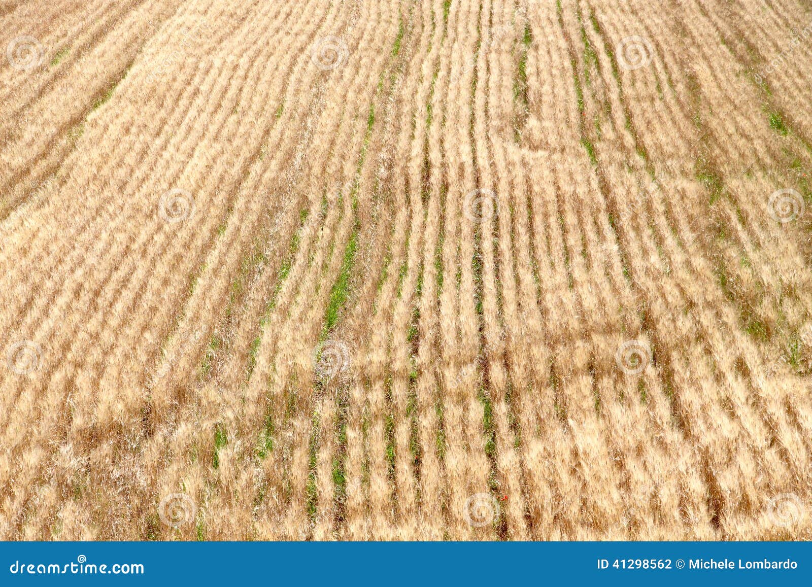 Wheat field before harvest stock photo. Image of healthy - 41298562