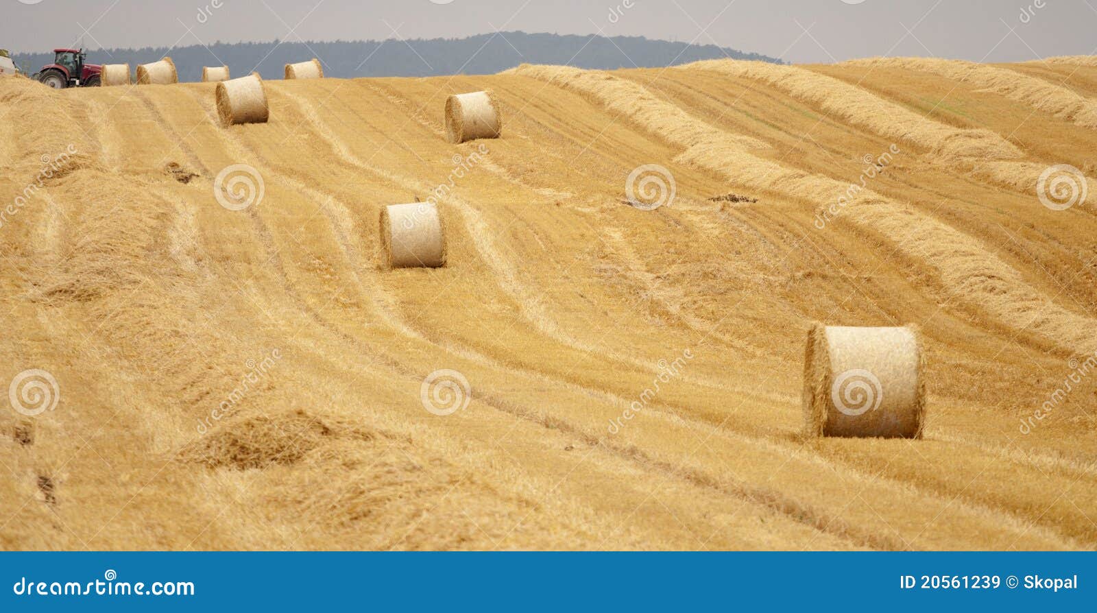 Wheat Field after Harvesting Stock Image - Image of wheat, ground: 20561239