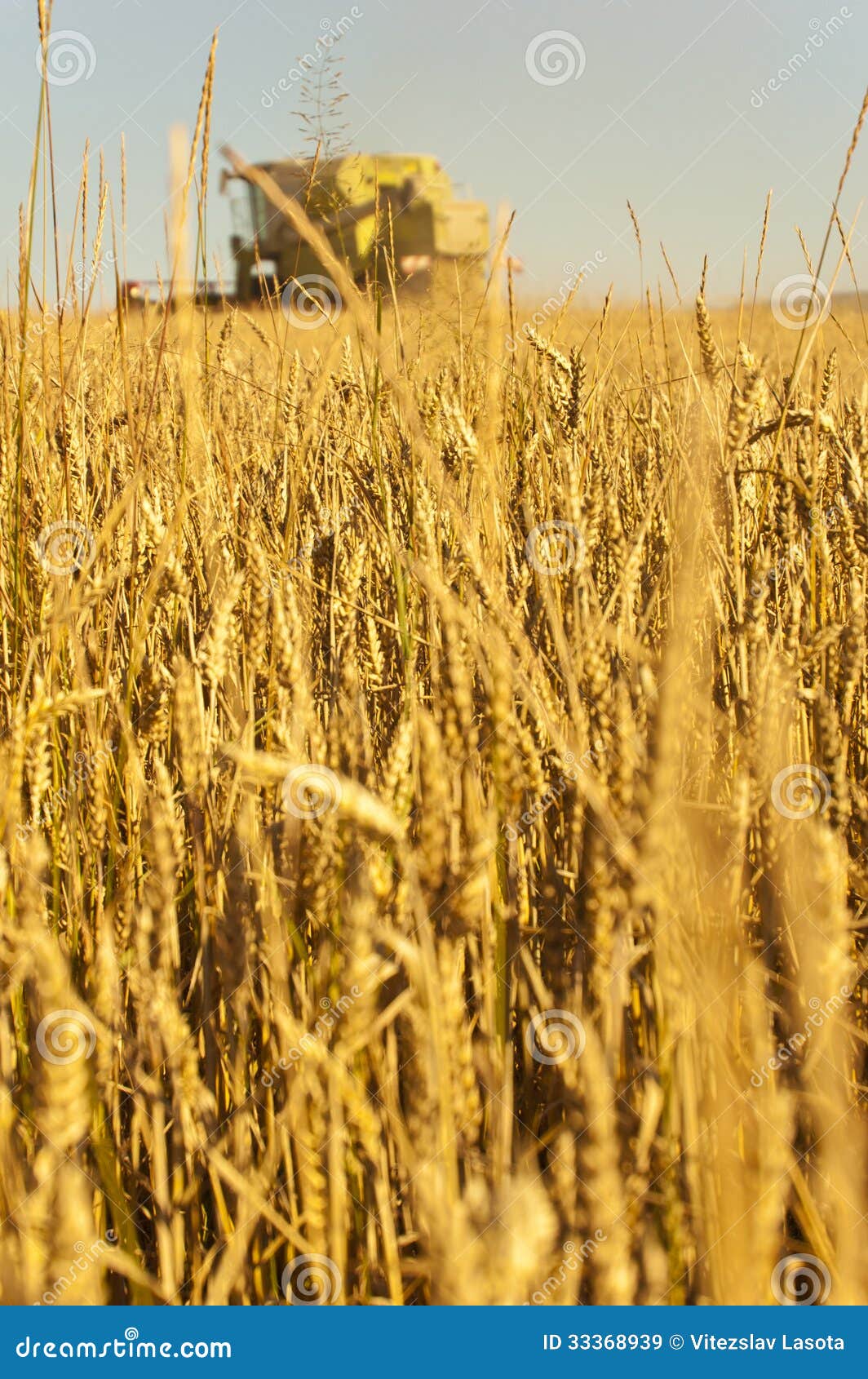 Wheat Field with Harvesting Combine Stock Image - Image of gold ...