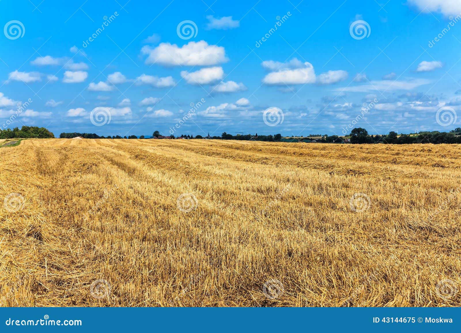Wheat Field after Harvesting Stock Image - Image of rural, golden: 43144675