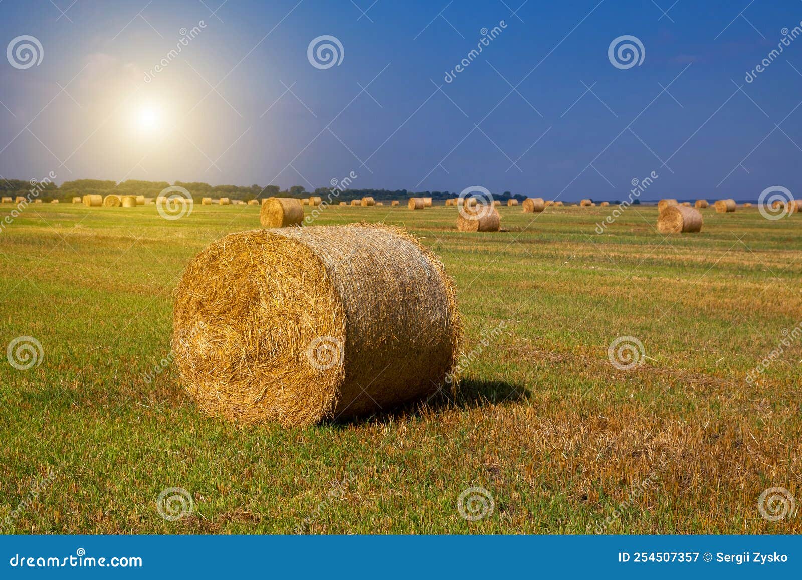 Wheat Field after Harvesting. Dry Hay on the Field Stock Image - Image ...