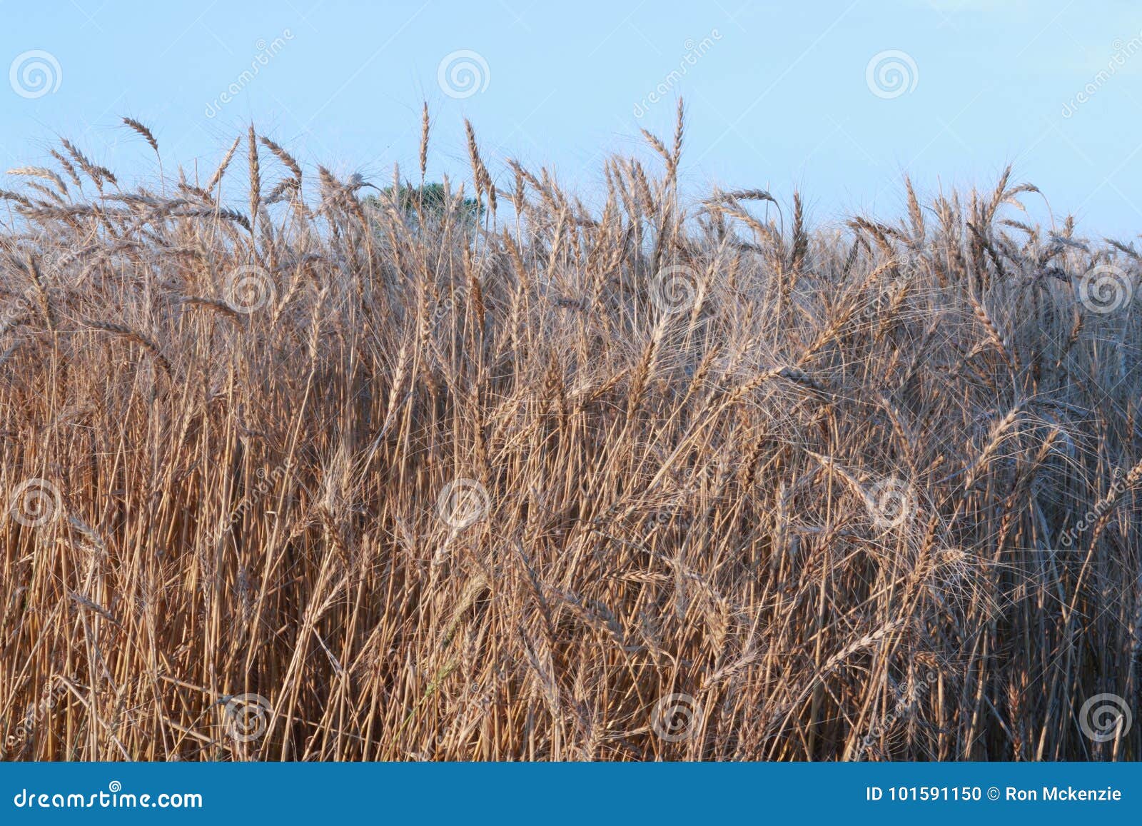 Wheatfield stock photo. Image of martet, grain, hauling - 101591150