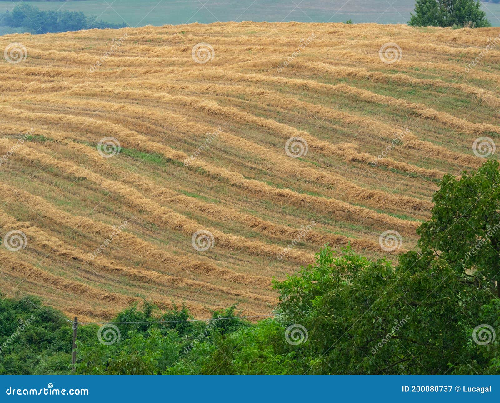 Wheat Field in the Hills after Harvest Stock Image - Image of ...
