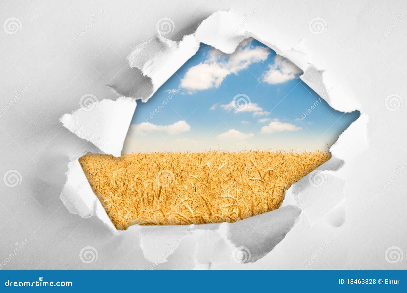 Wheat Field through Hole in Paper Stock Photo - Image of grain ...