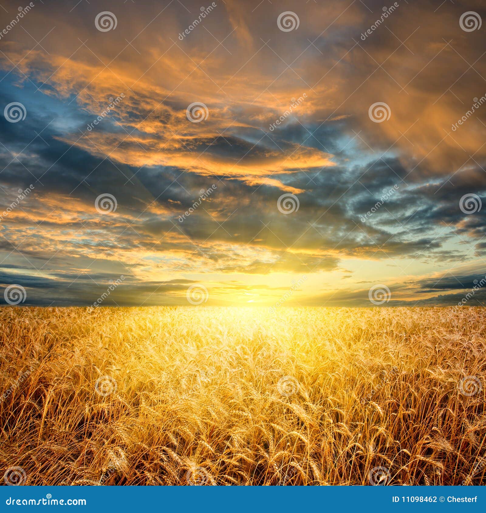 Wheat field horizontal stock photo. Image of cereal, grain - 11098462