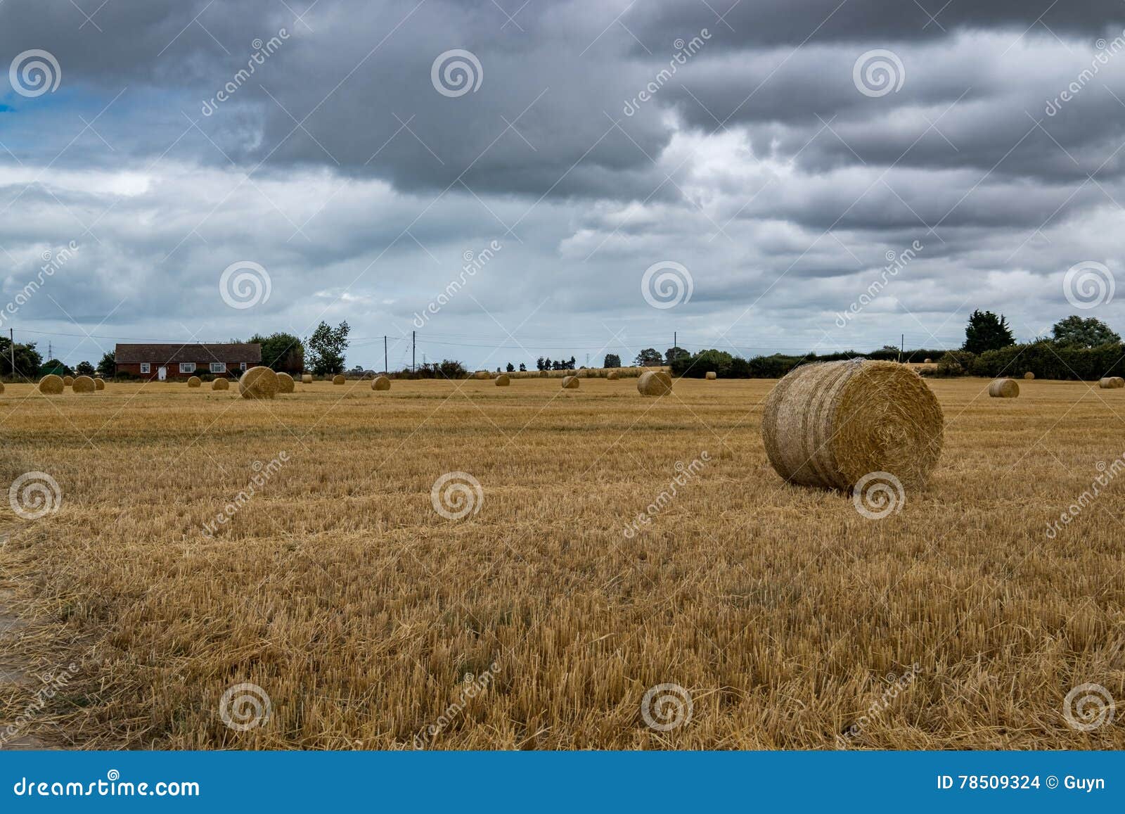 Wheat field with a house stock photo. Image of country - 78509324