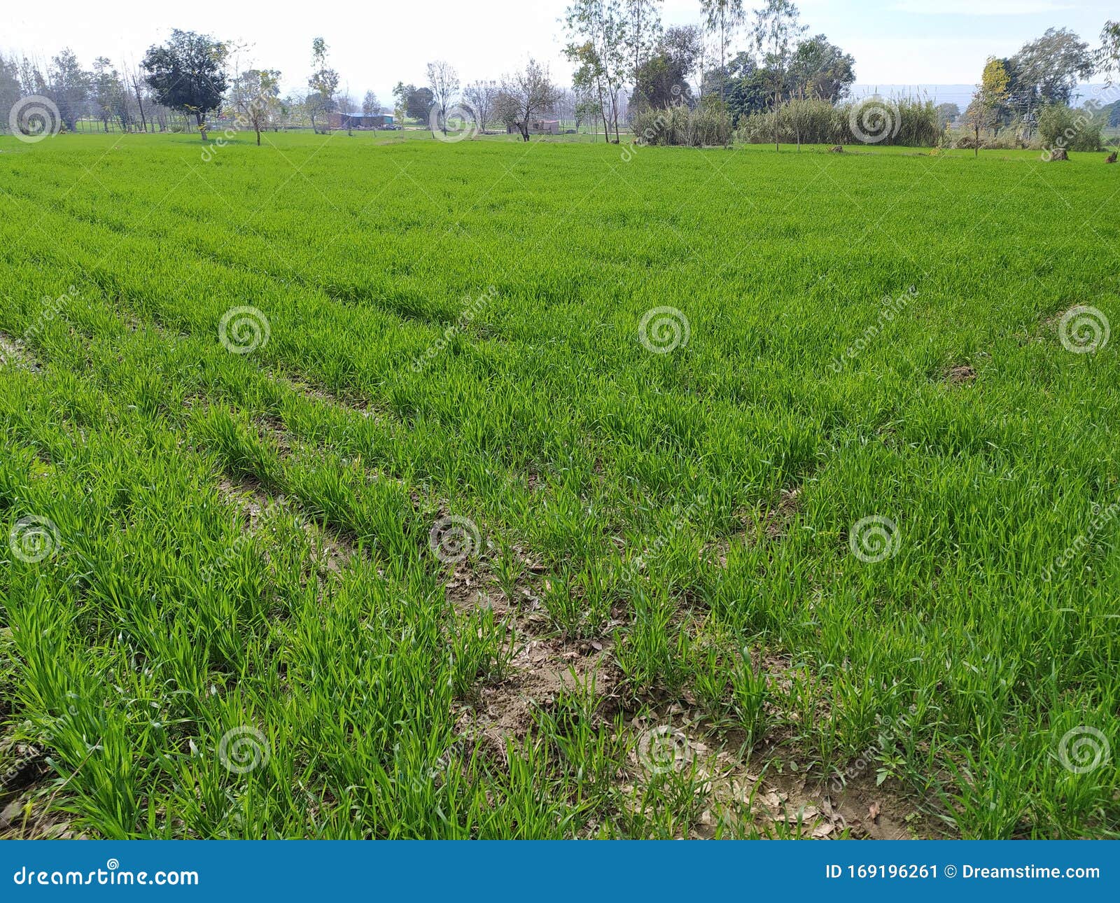 Wheat field in India. stock image. Image of color, juice - 169196261