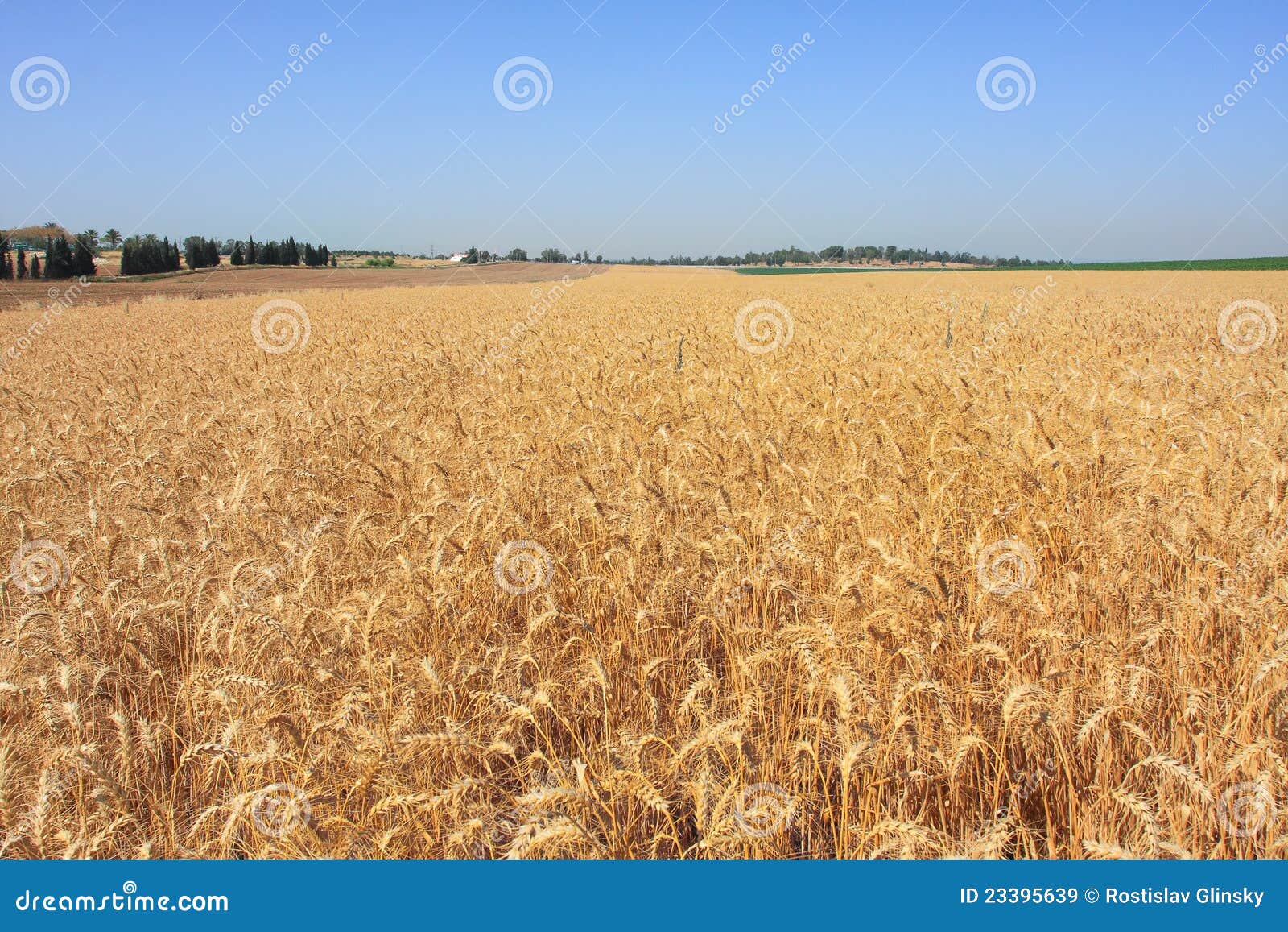 Wheat field. Israel. stock image. Image of crop, israel - 23395639