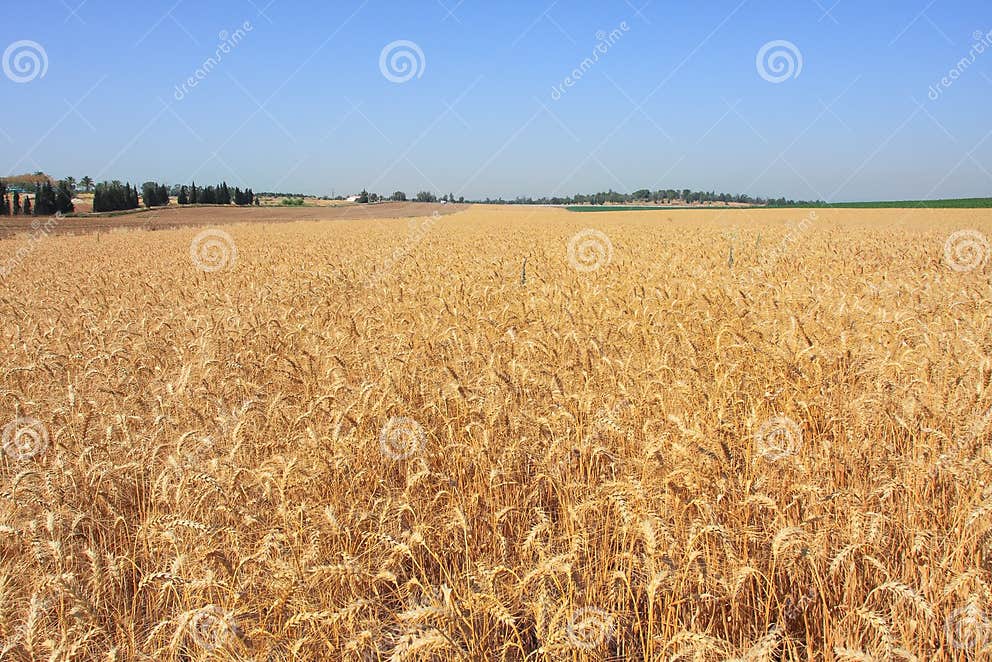 Wheat field. Israel. stock image. Image of crop, israel - 23395639
