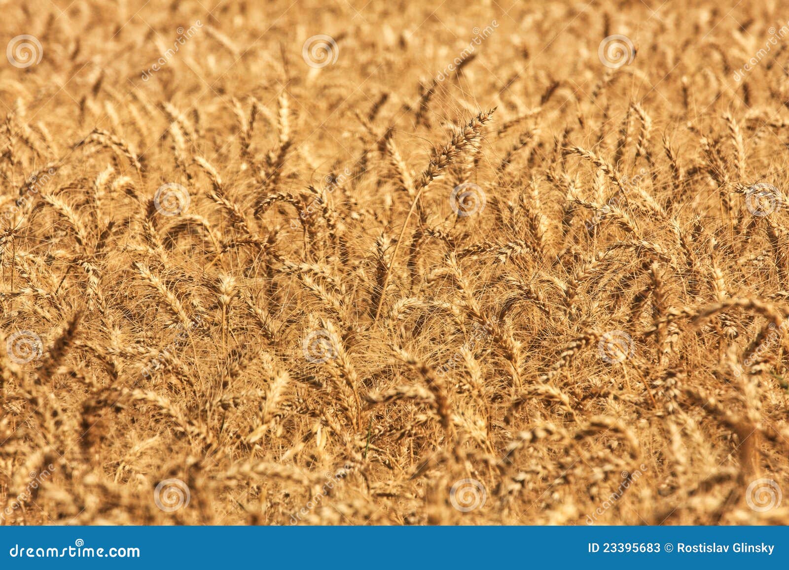 Wheat on the Field. Israel. Stock Image - Image of corn, farm: 23395683