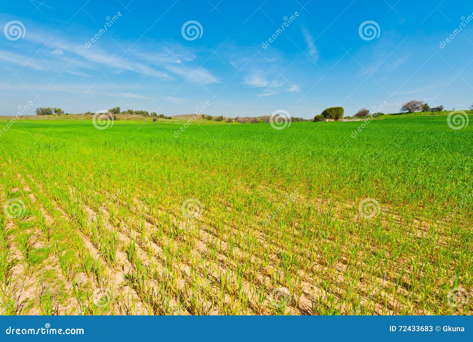 Wheat Field stock image. Image of nature, asia, ground - 72433683