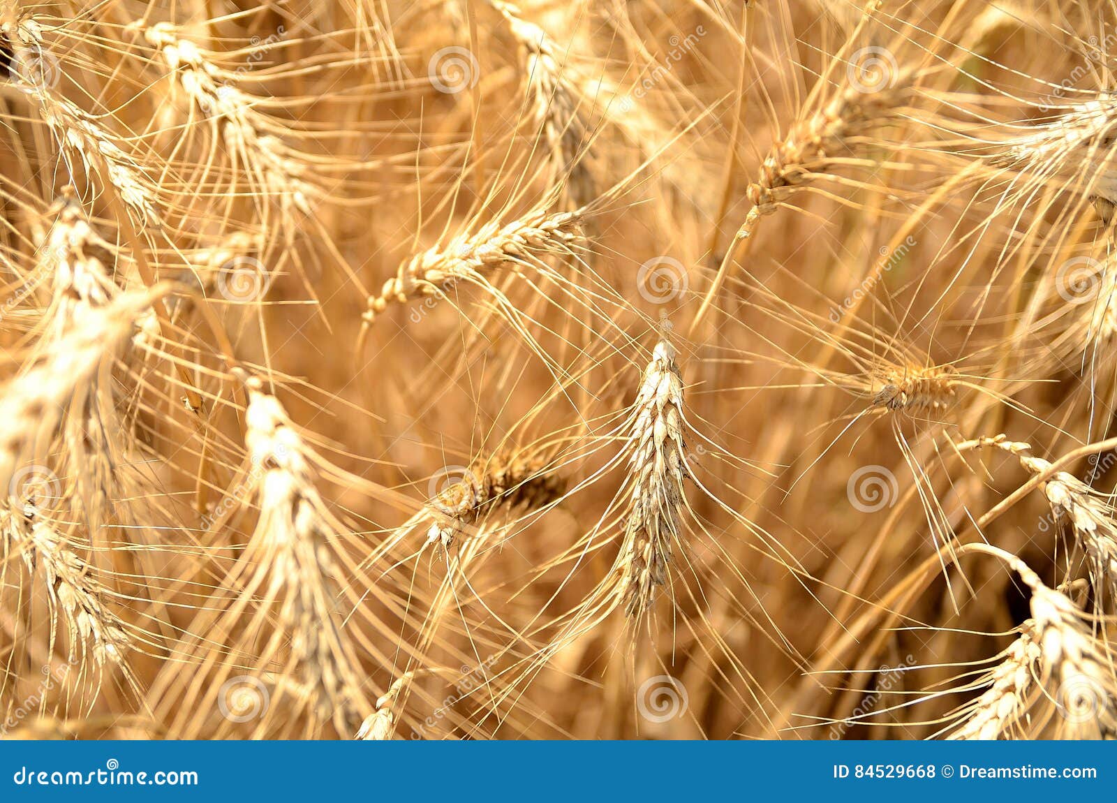 Wheat stock photo. Image of wheat, plant, landscape, grains - 84529668