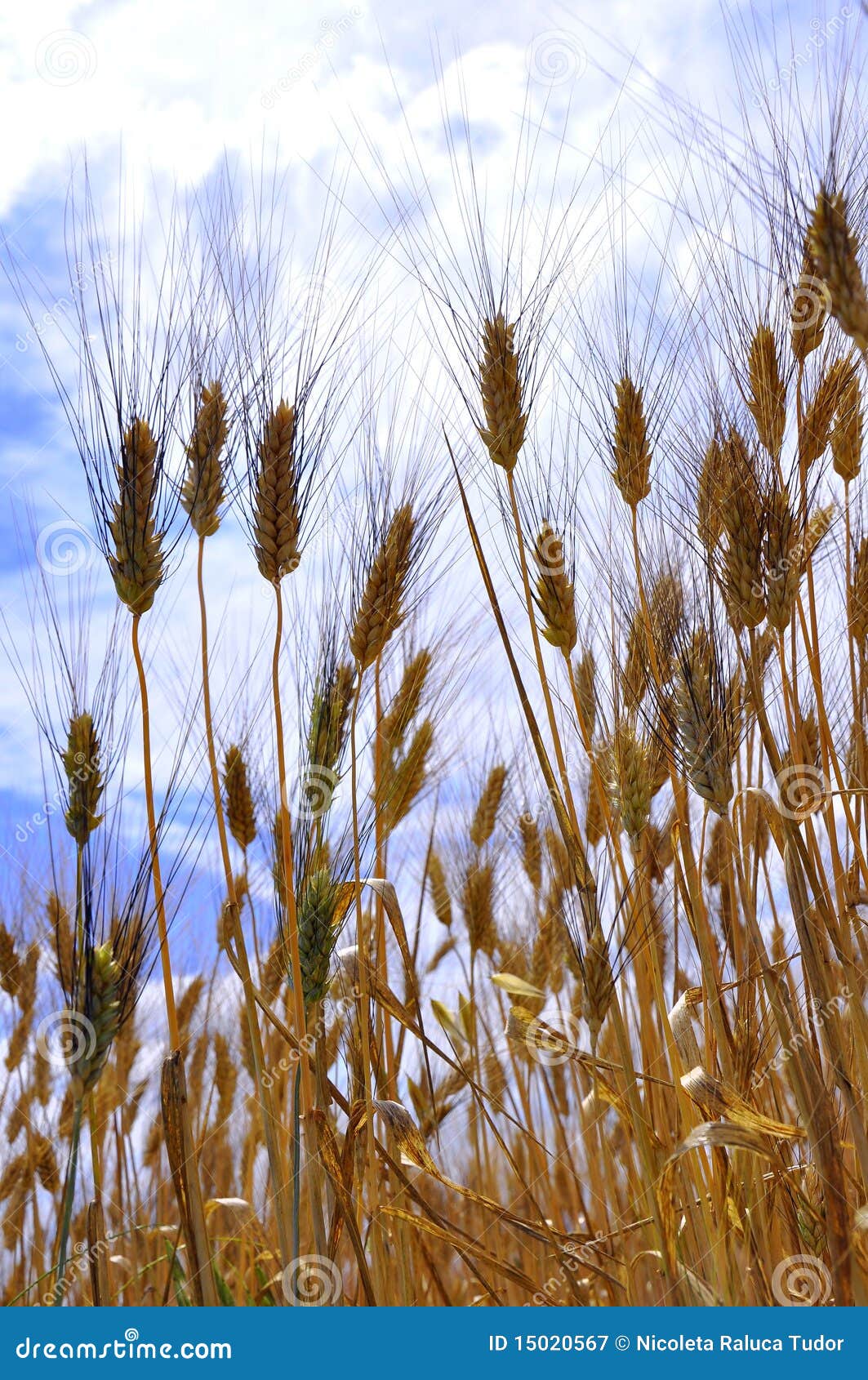 Wheat field in Italy stock image. Image of crop, field - 15020567