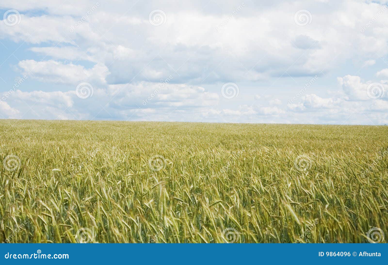 Wheat field in June stock photo. Image of gold, immature - 9864096