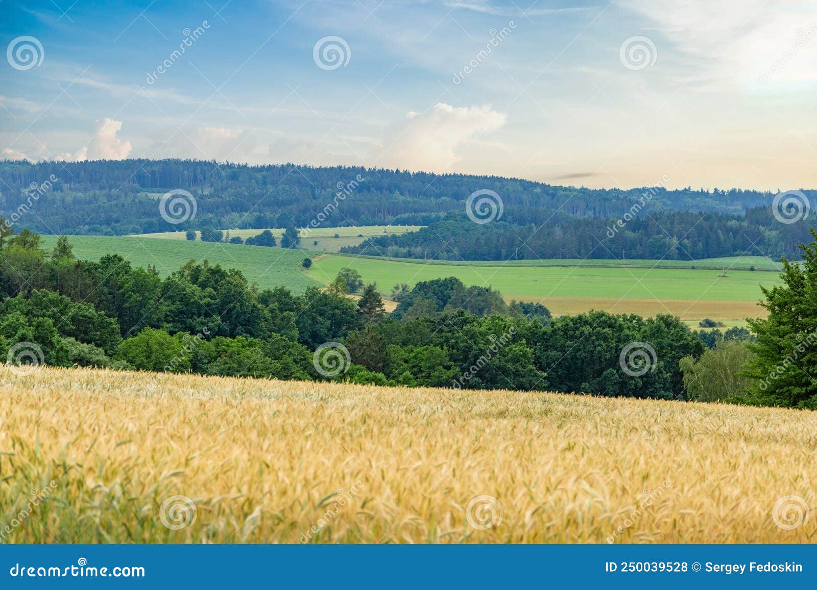 Wheat Field in June. Forest and Sky in the Background Stock Photo ...