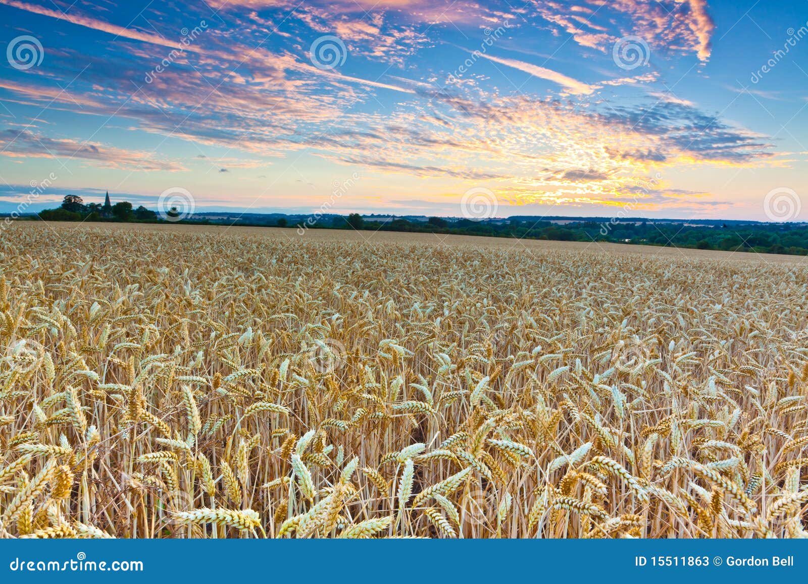 Wheat Field Just before the Harvest Stock Image - Image of bedfordshire ...