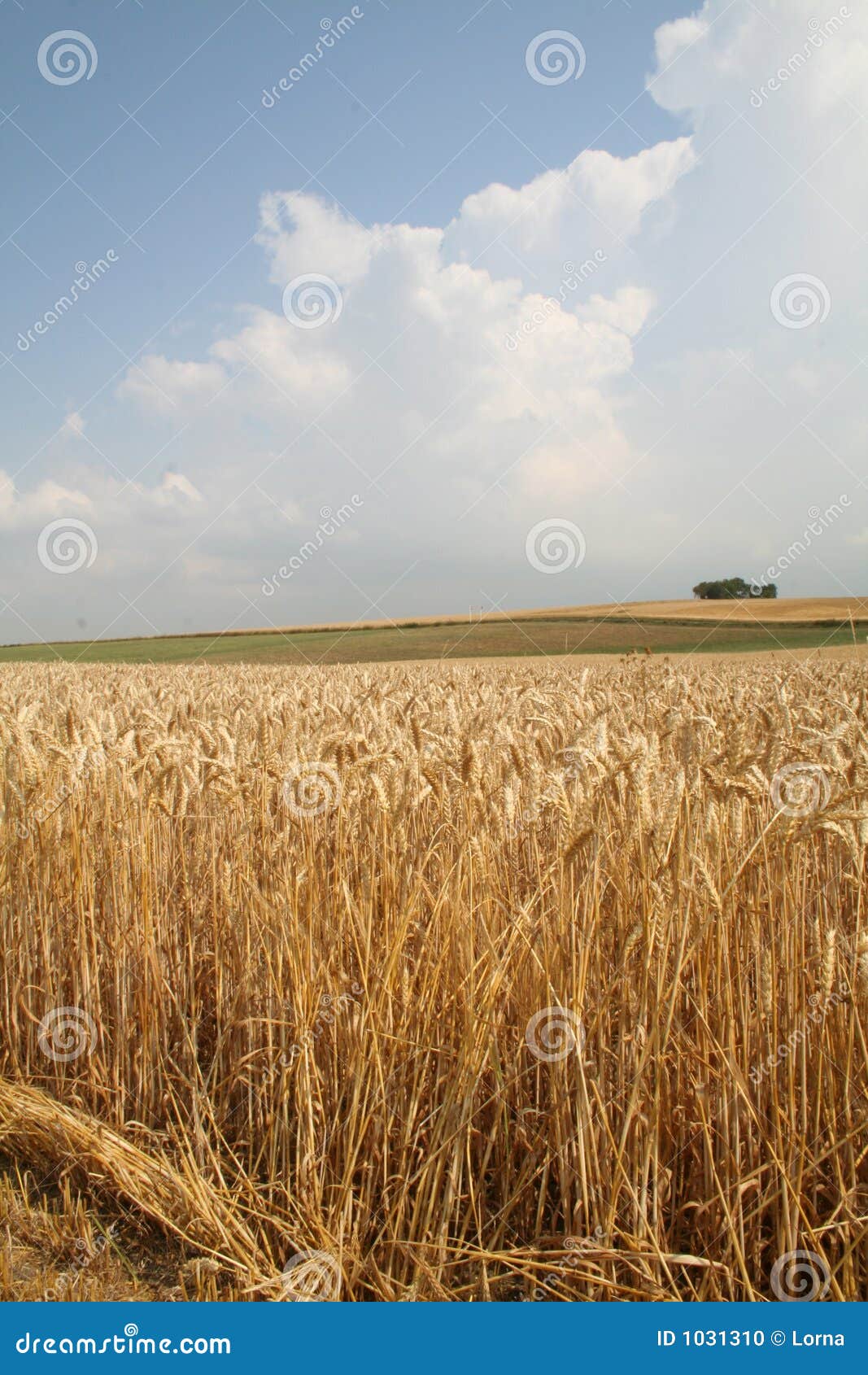 Wheat field landscape stock photo. Image of fall, farmland - 1031310