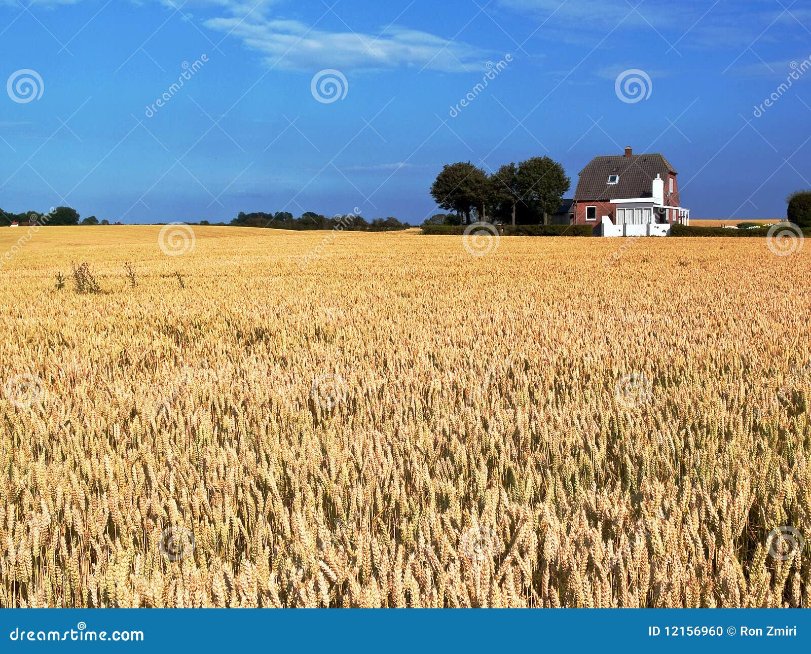 Wheat field landscape stock photo. Image of summer, growth - 12156960
