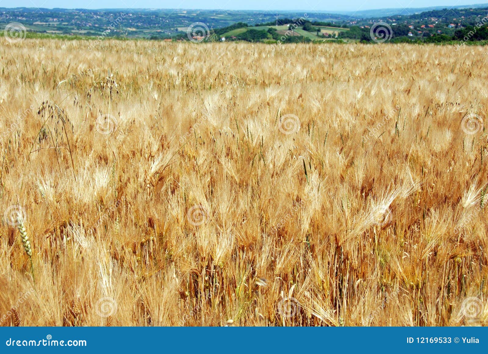 Wheat field landscape stock image. Image of grains, harvest - 12169533