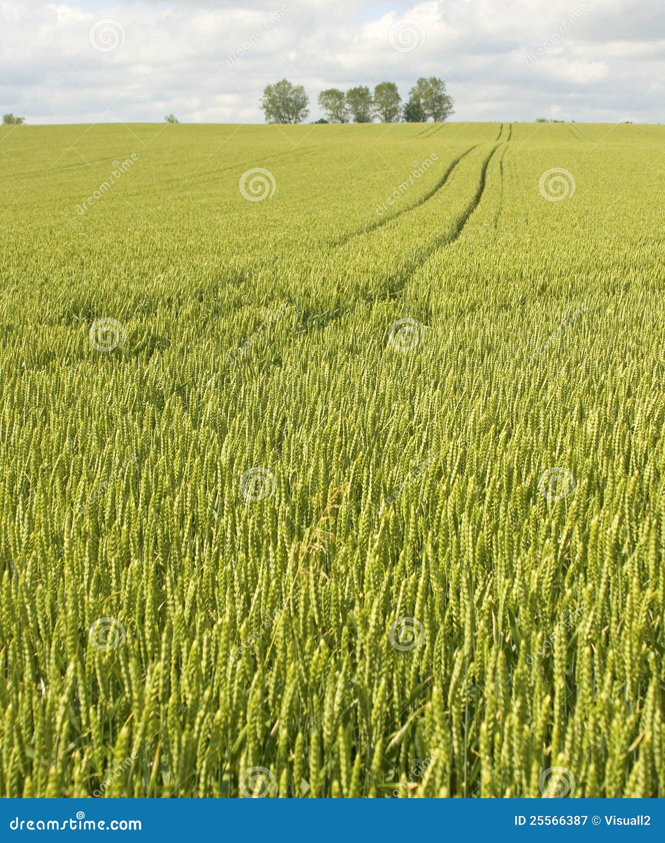 Wheat field landscape stock image. Image of landscape - 25566387