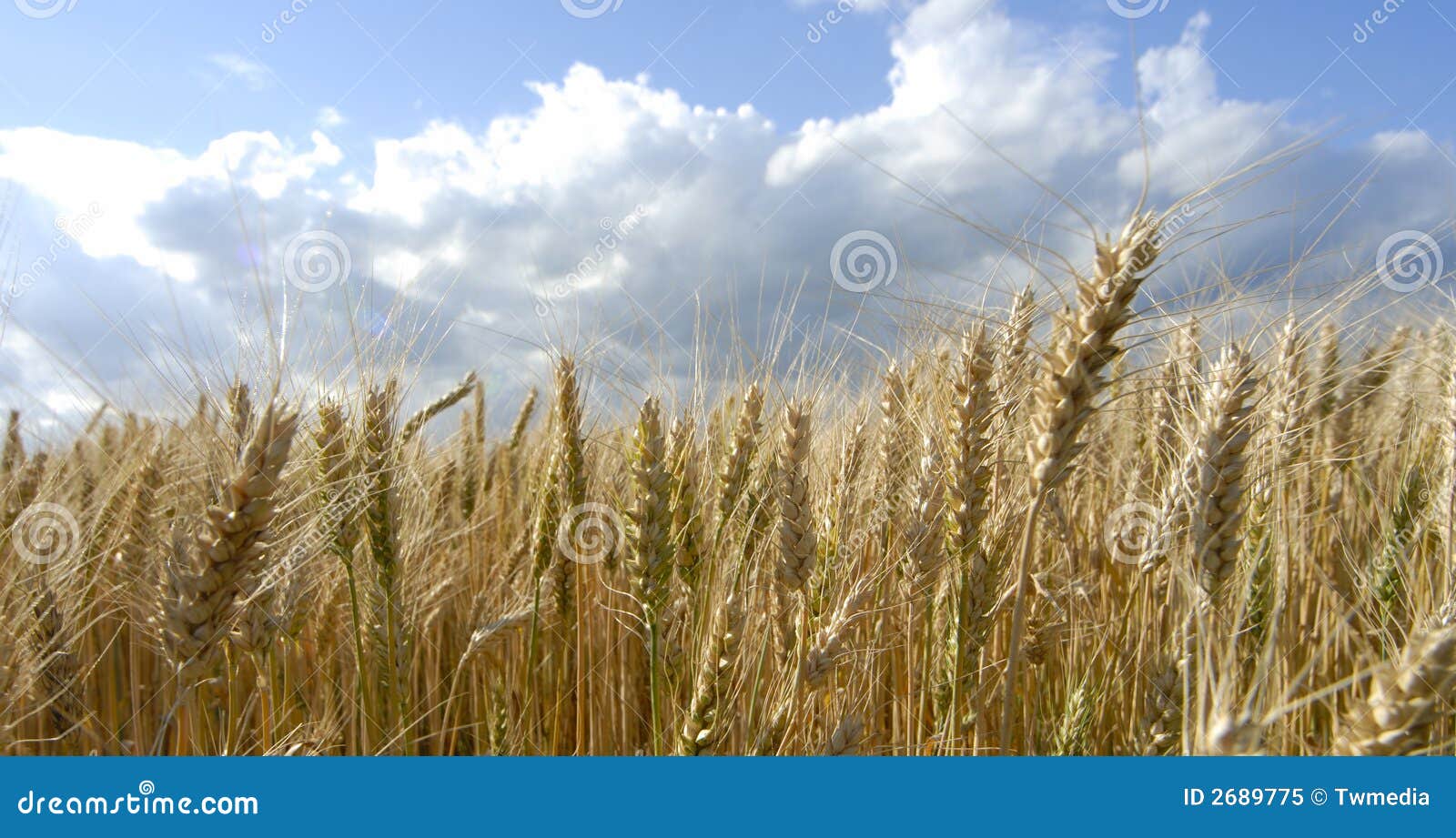 Wheat field landscape stock image. Image of agricultural - 2689775