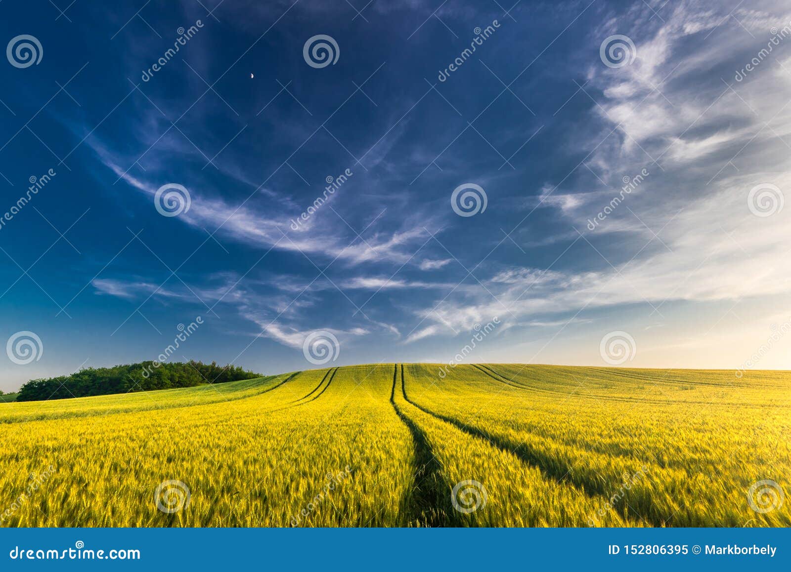 Wheat Field Landscape with Path in the Summer Stock Image - Image of ...